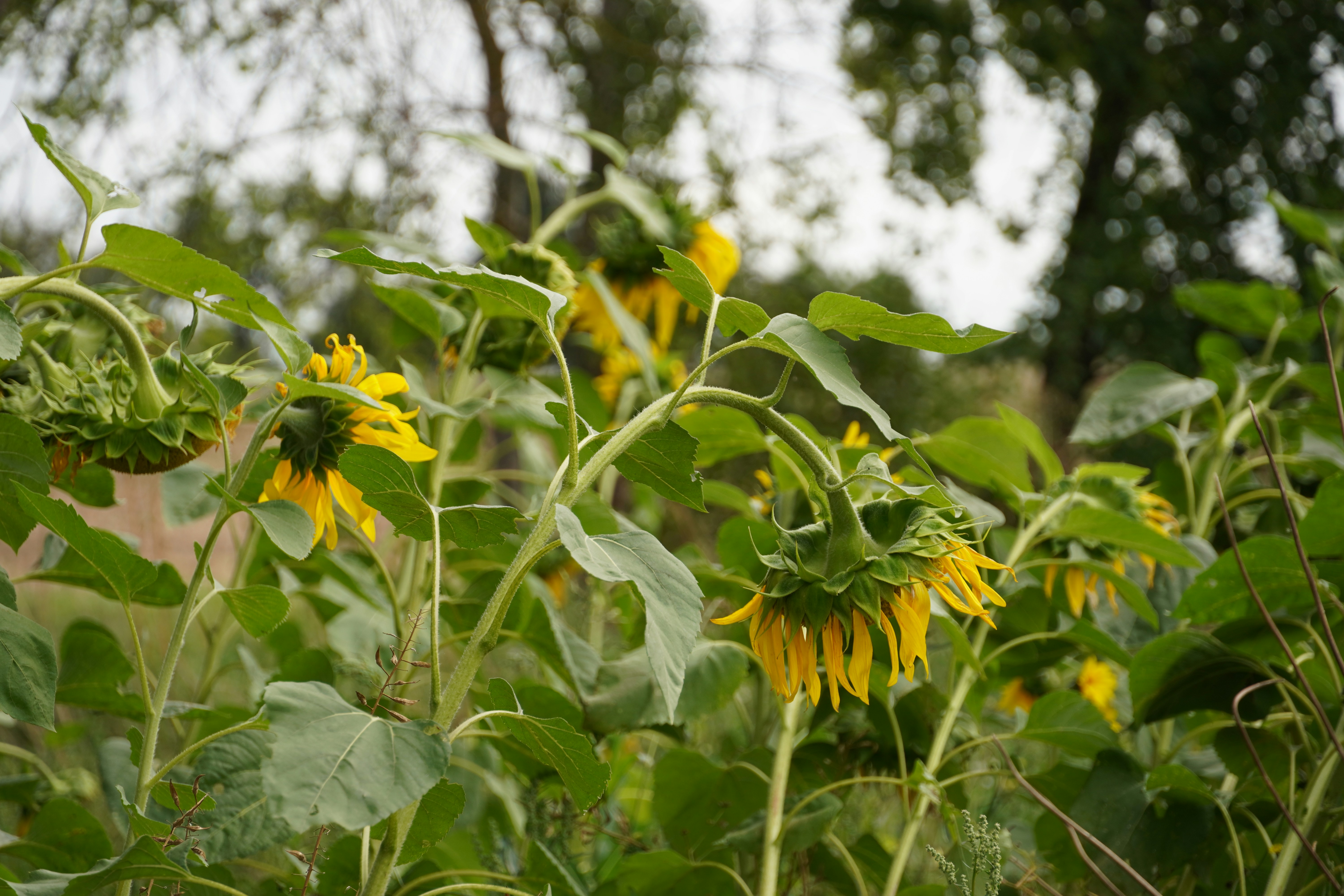 Whispers of the Sunflower's Farewell
