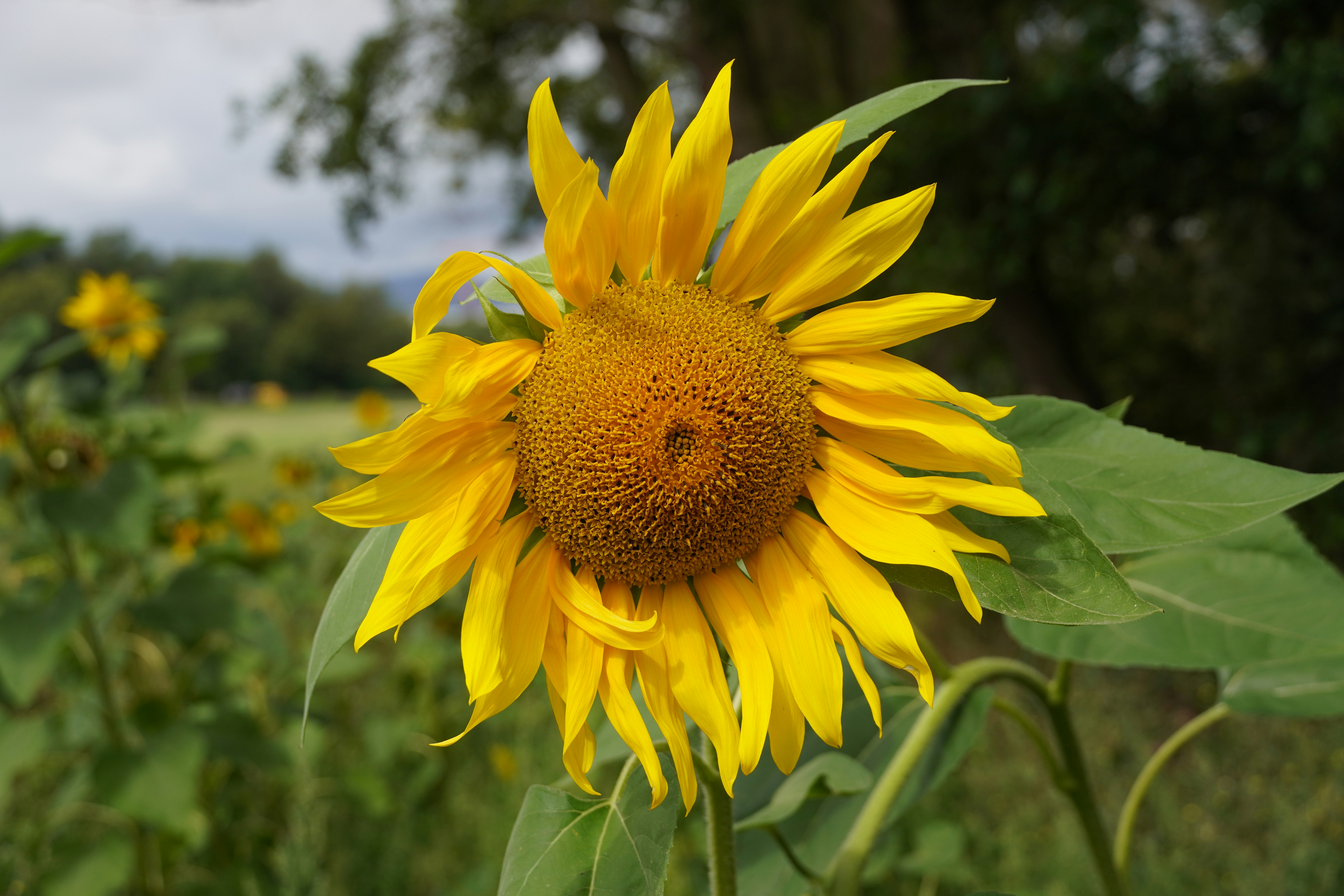 Golden Radiance: The Sunflower's Embrace of Light