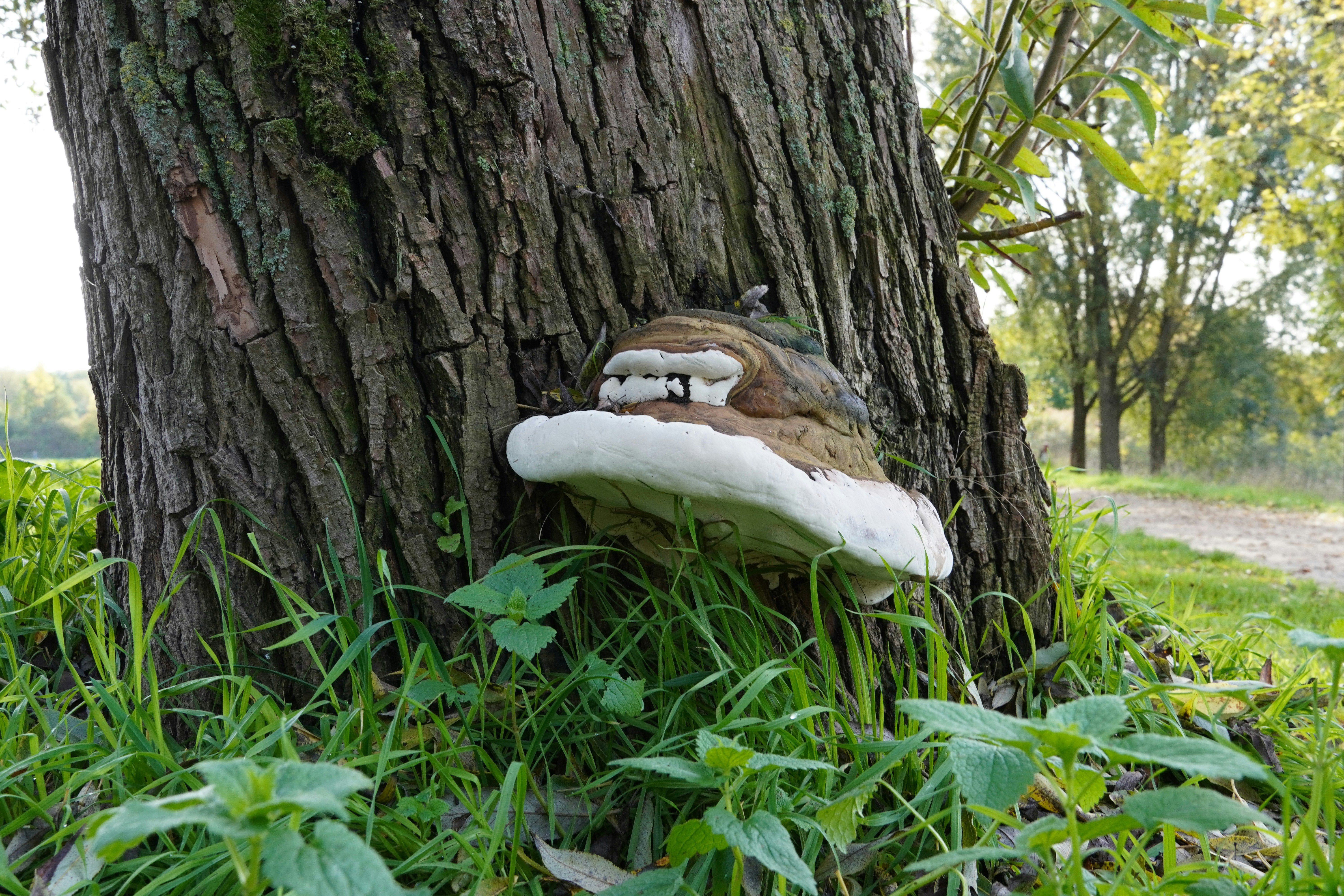 The Quiet Anchor: White Shelf Fungus on a Park Tree in Dappled Light