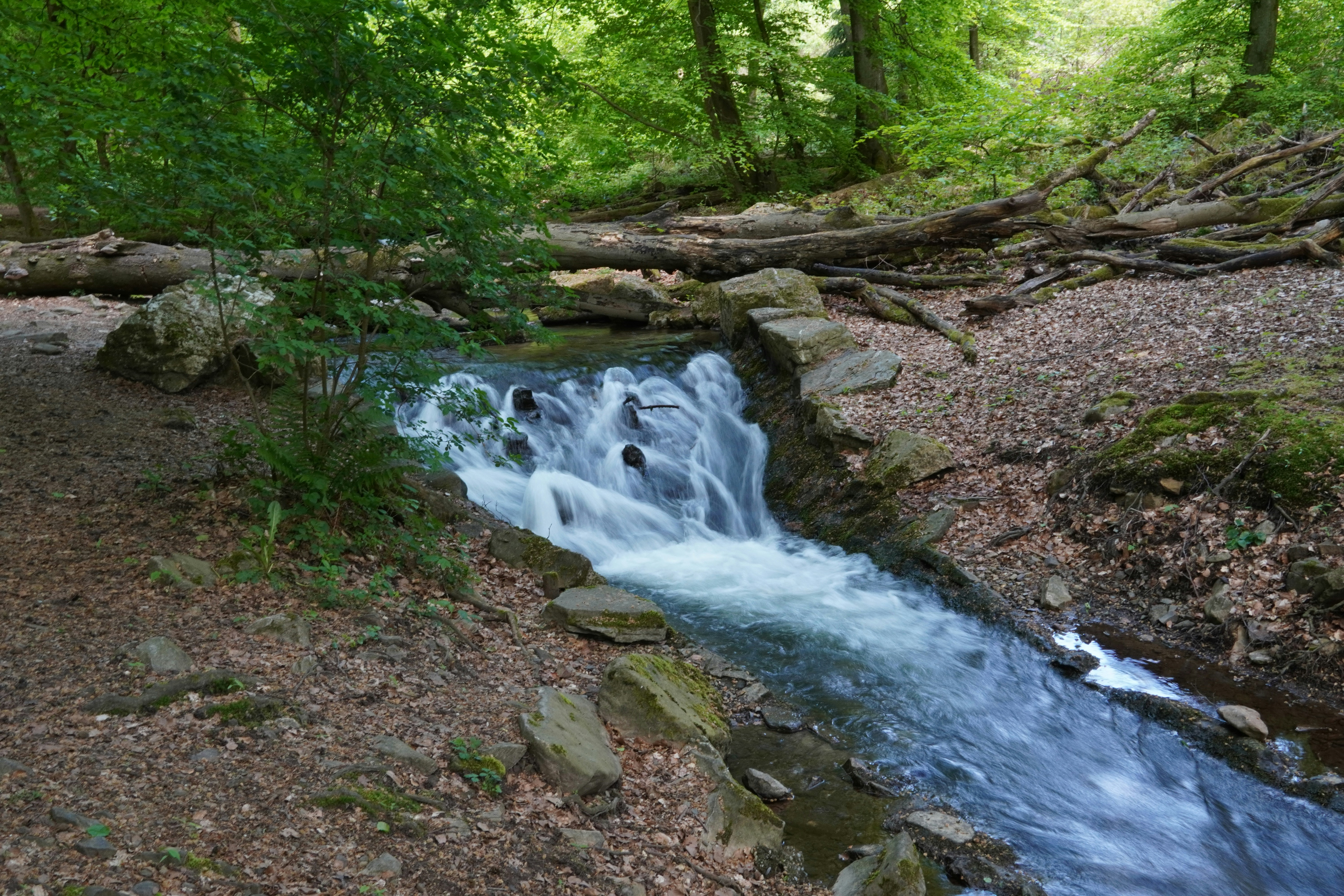 Gentle stream cascading over rocks in a lush forest, surrounded by greenery and fallen logs.