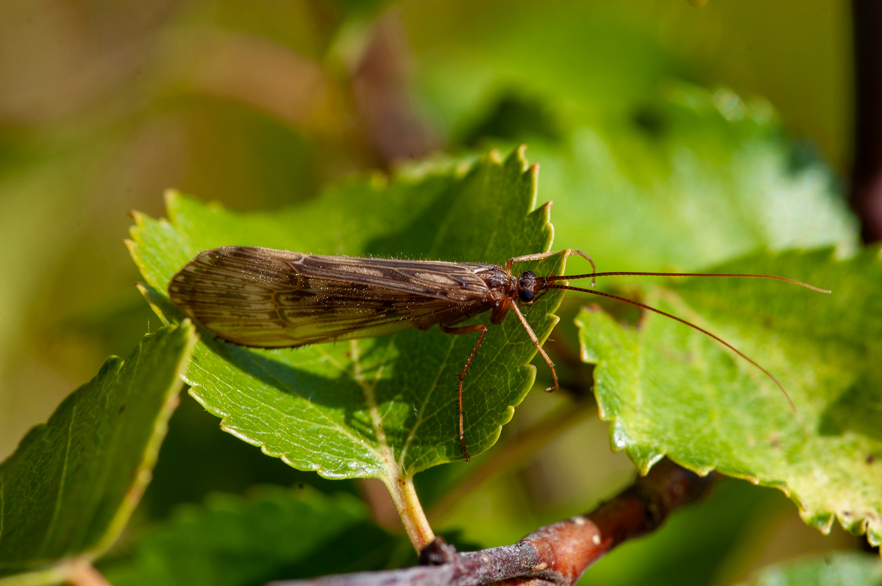 Whispers of Nature: The Delicate Dance of a Caddisfly