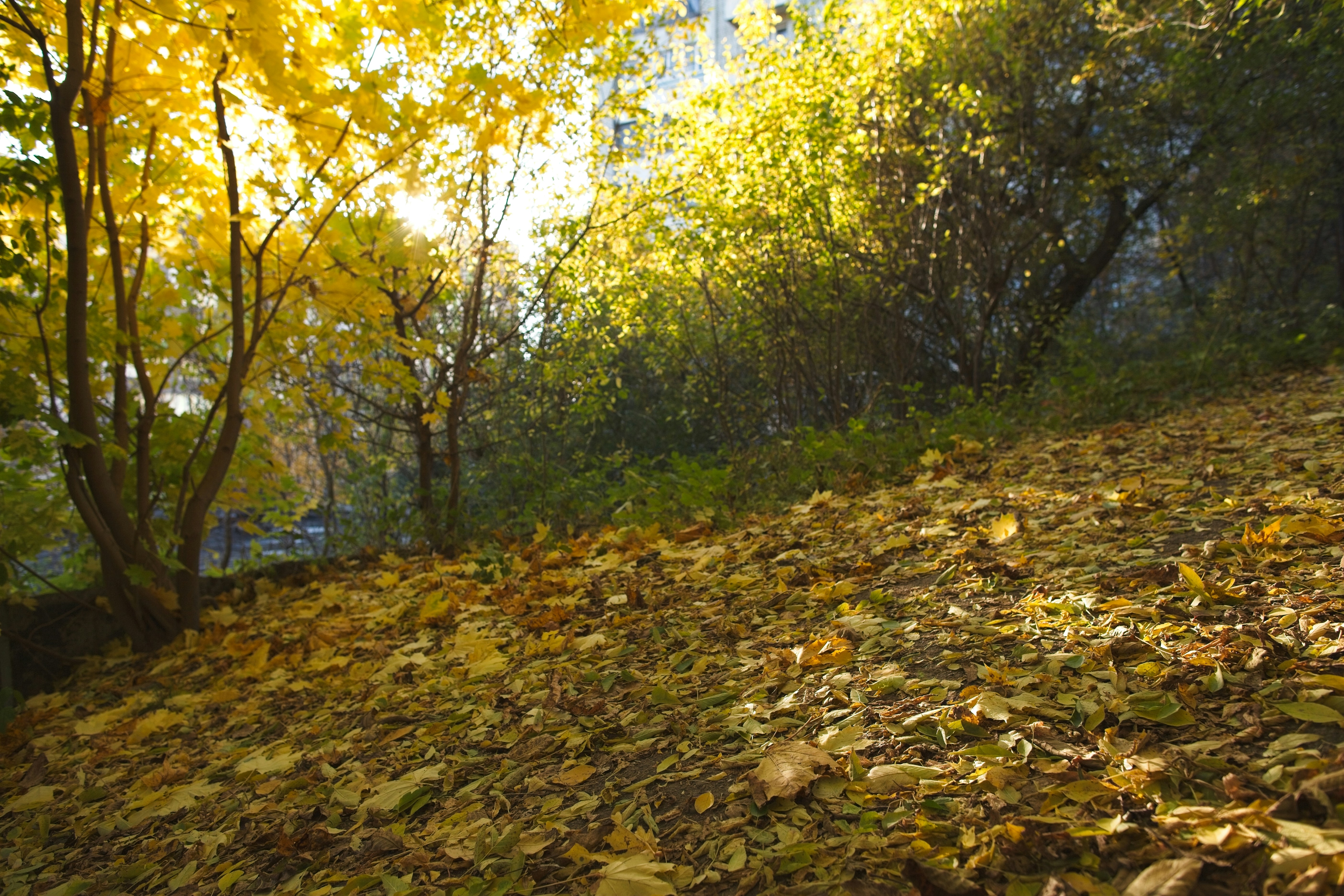 Golden Canopy: A Tapestry of Autumn Leaves