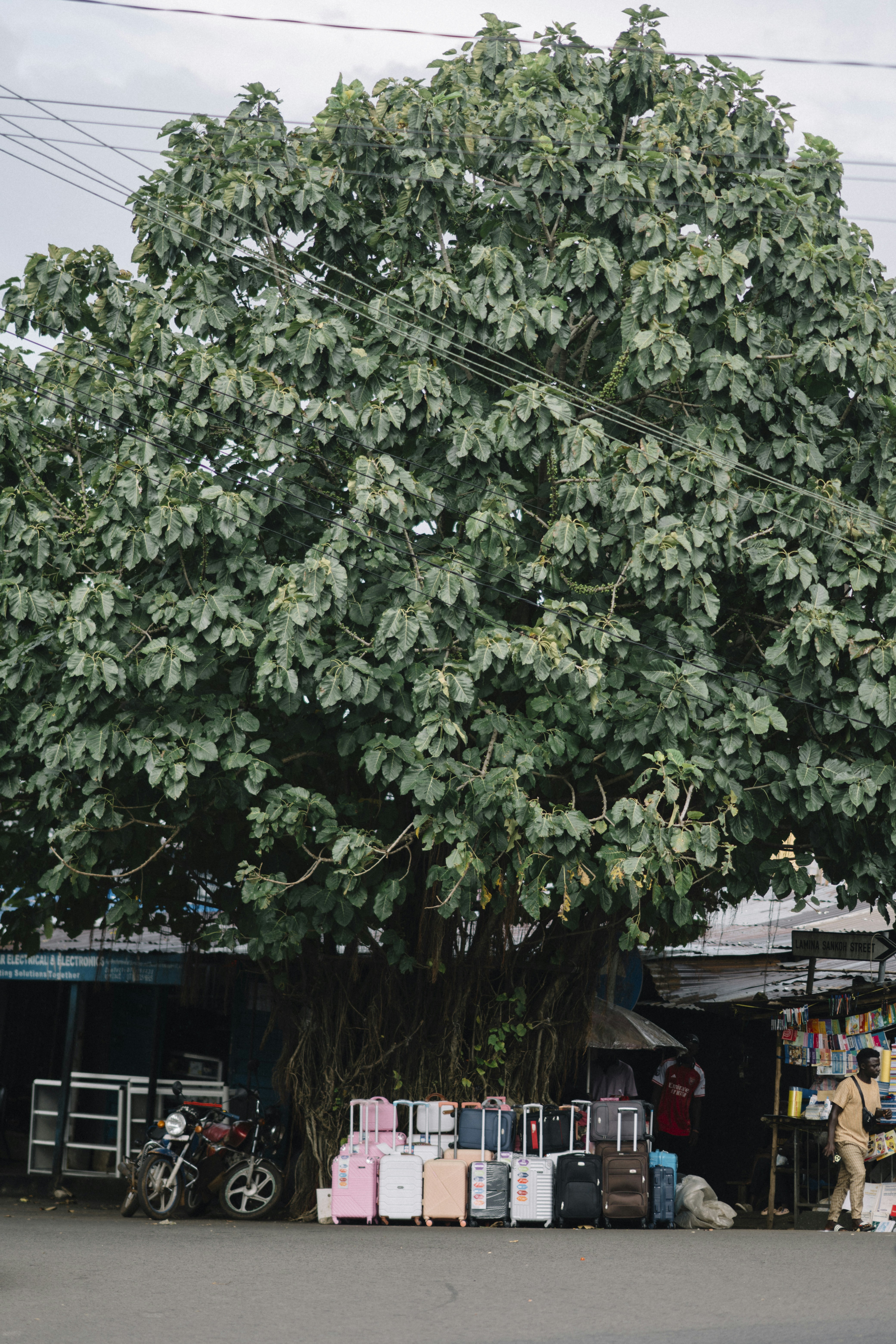 Large tree with luggage displayed underneath