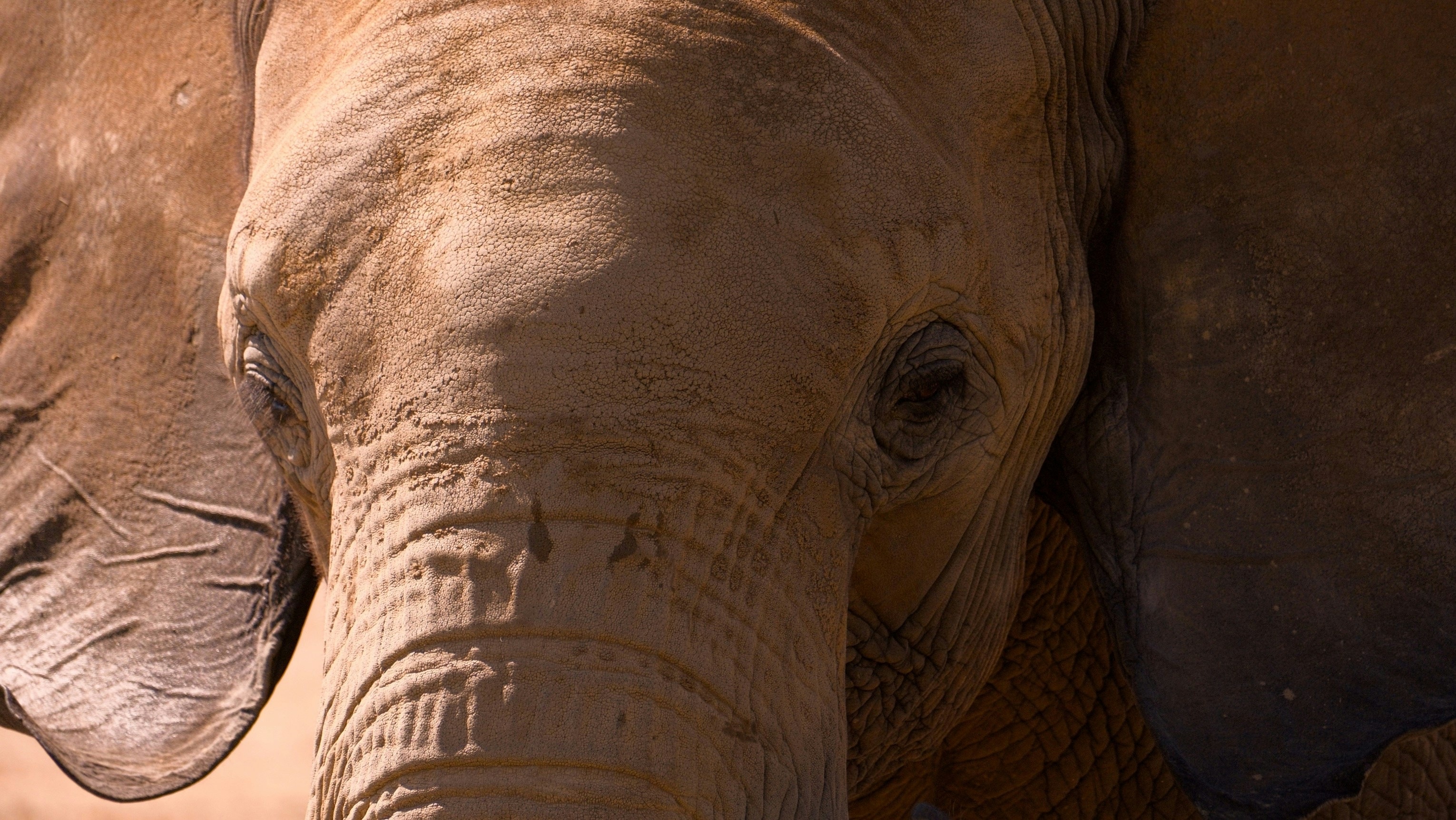 Close-up of an elephant's face with large ears