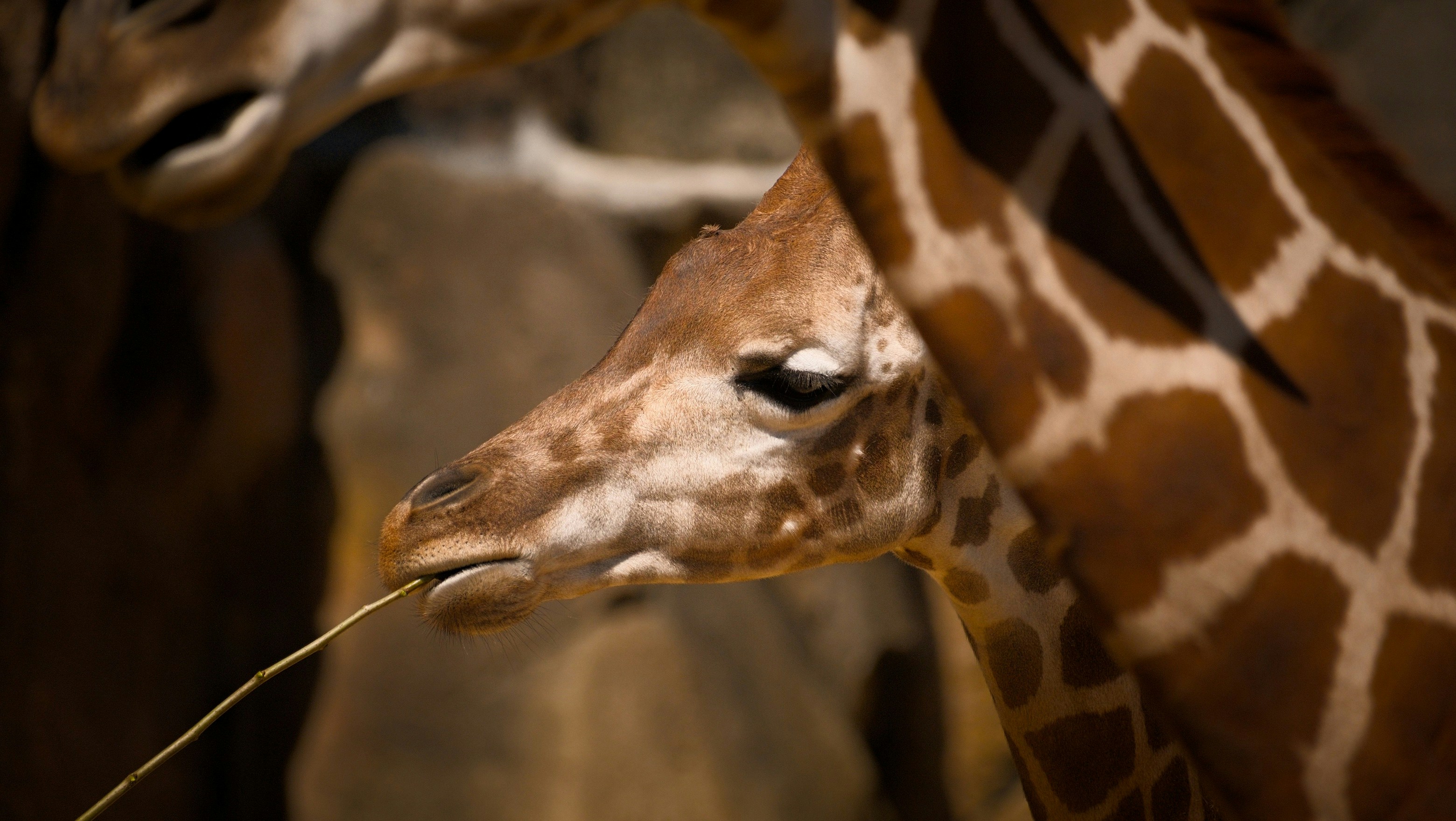 Whispers of the Savannah: A Giraffe's Quiet Moment