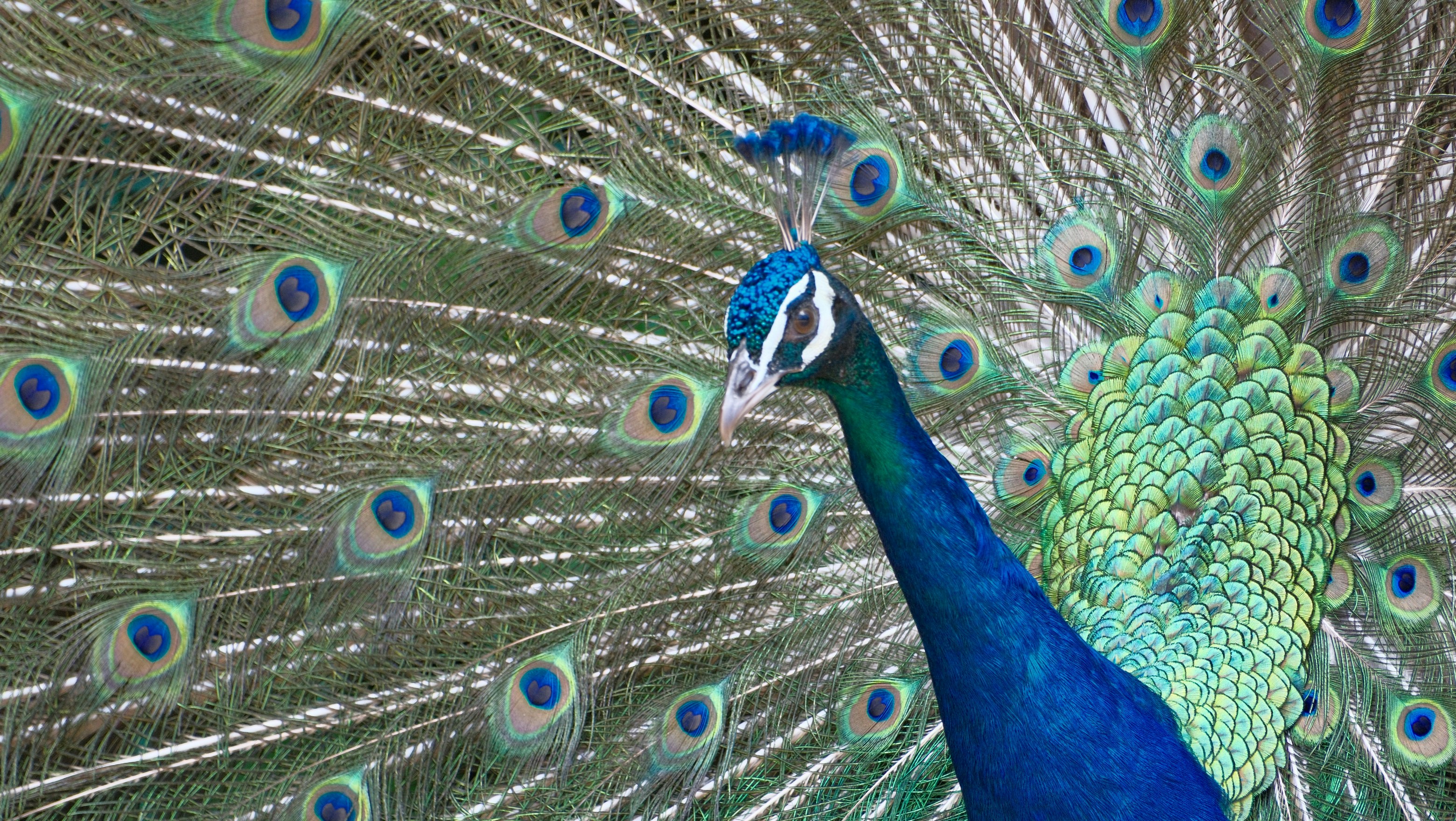 A peacock displays its vibrant fanned tail feathers