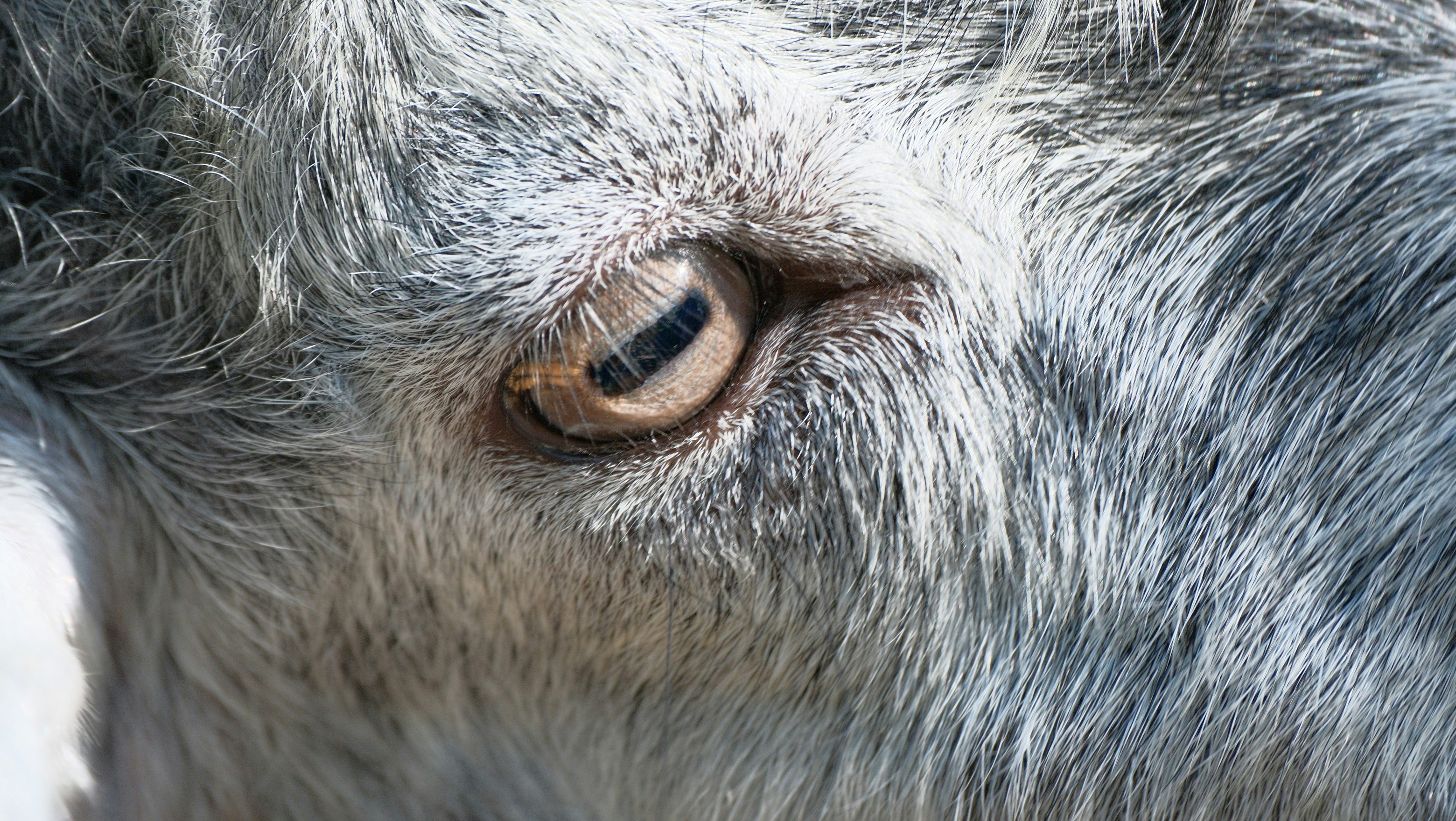 Close-up of a goat's eye and fur.