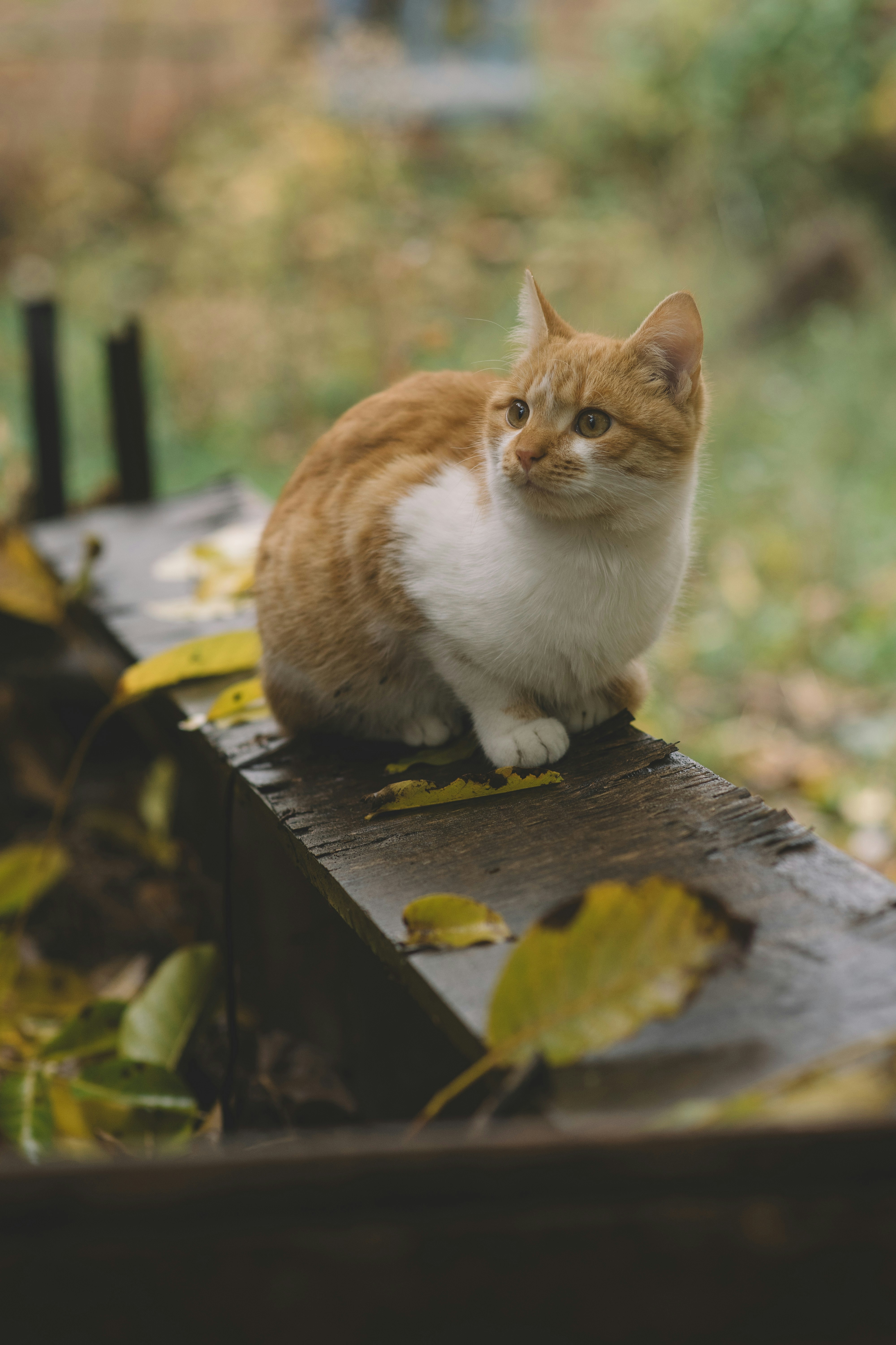 An orange and white cat sits on a wooden fence.