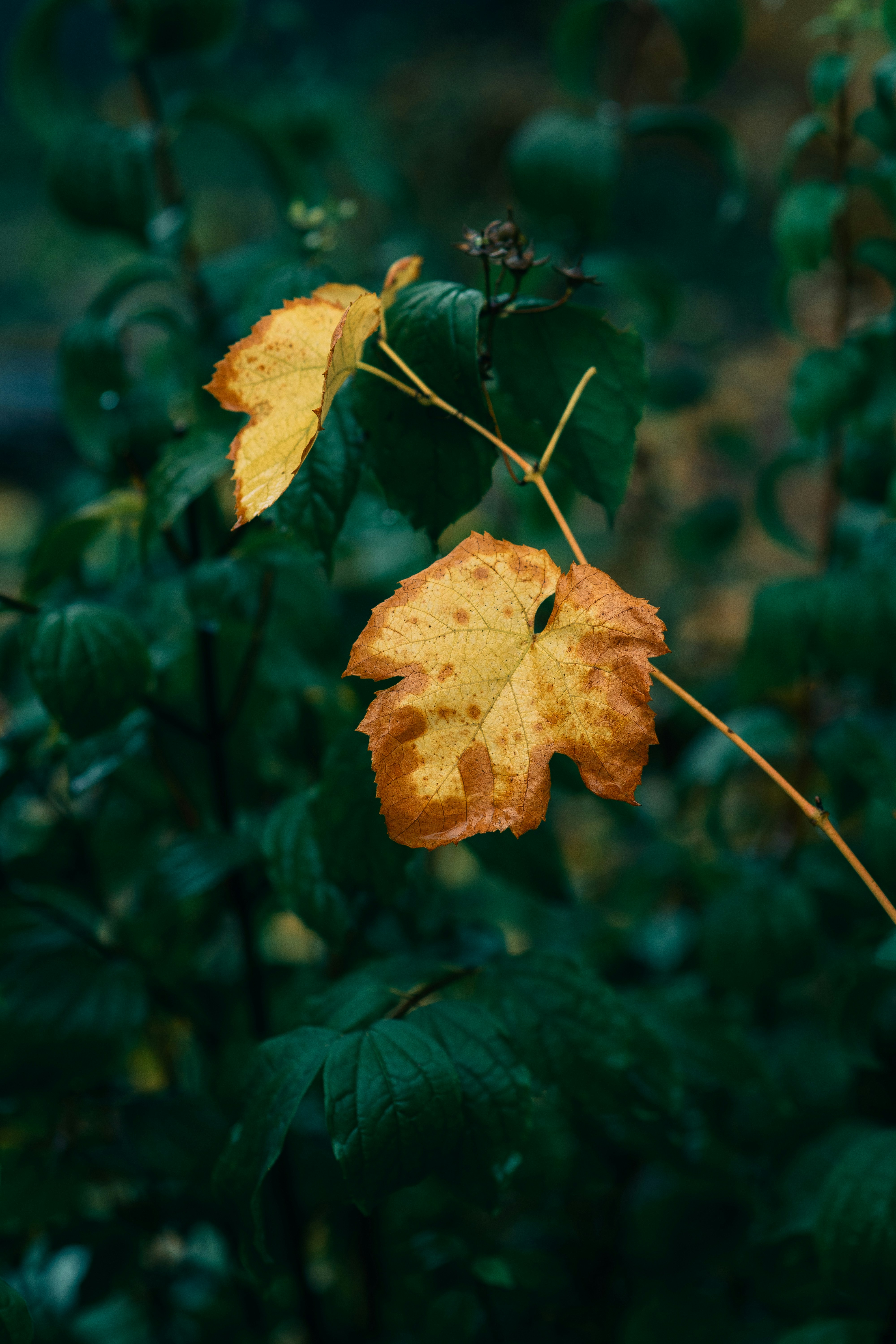 Yellow autumn leaves on a dark green bush