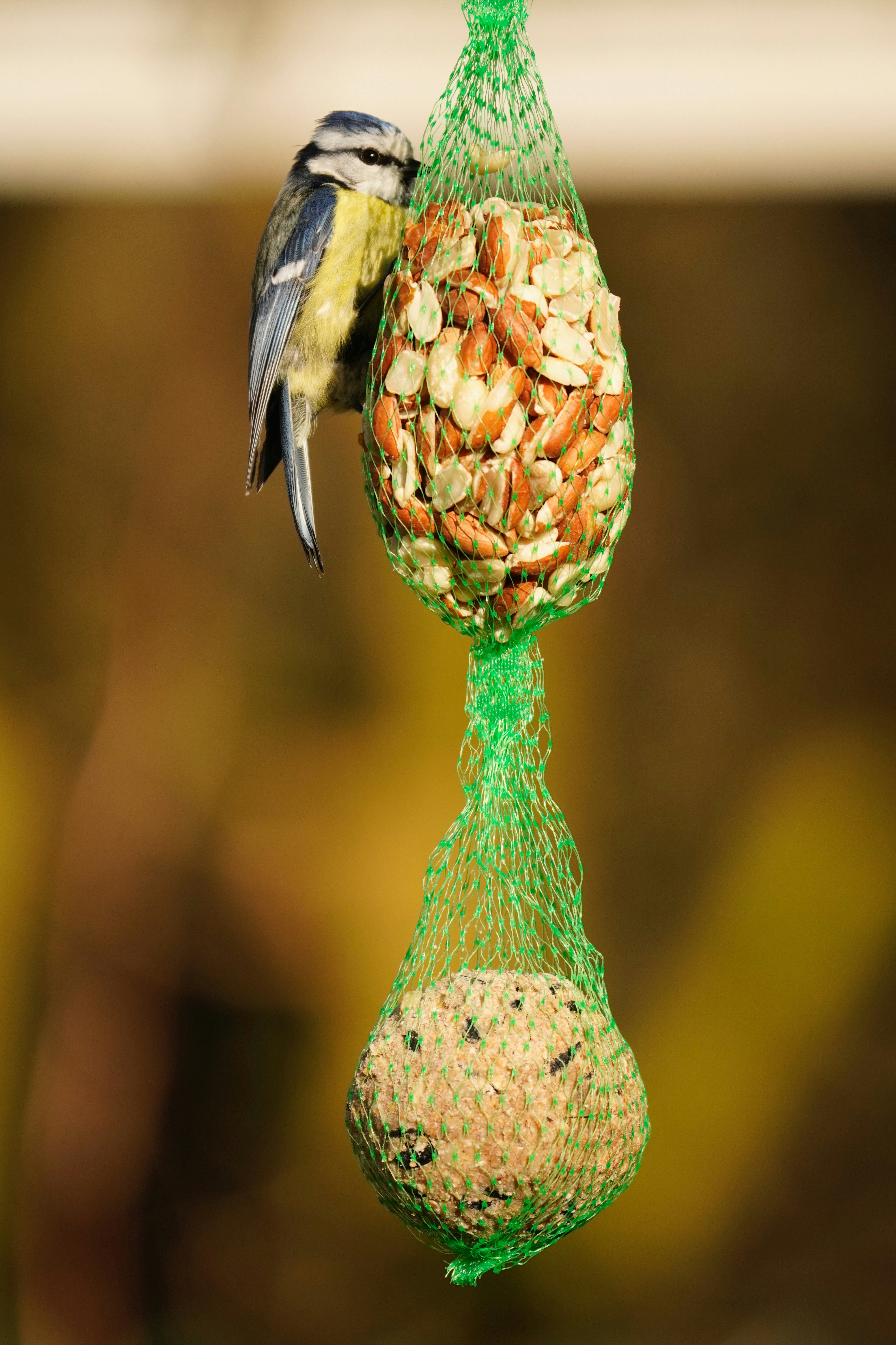 Nature's Delight: A Feathered Feast