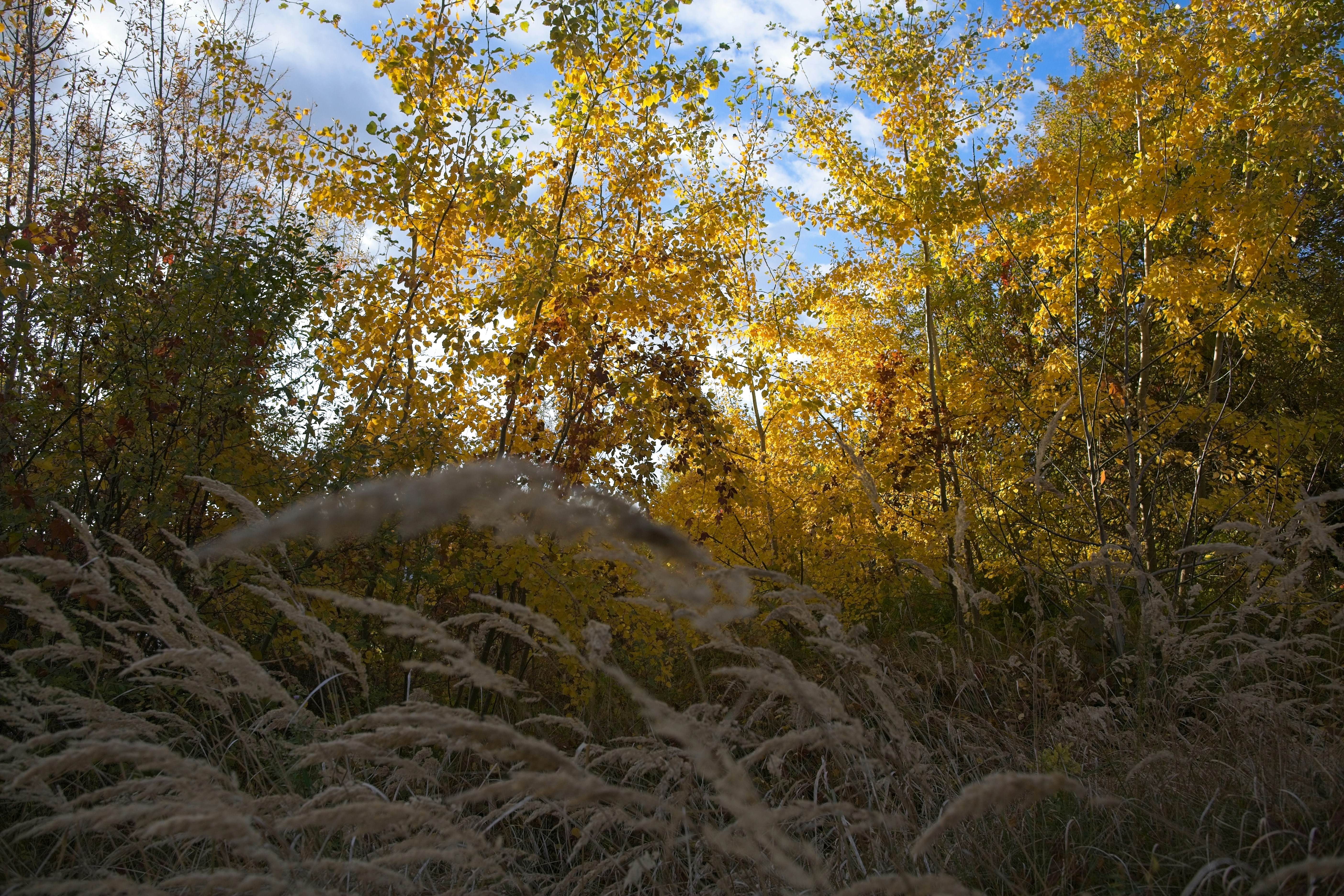 Golden Canopy: A Glimpse of Autumn's Embrace