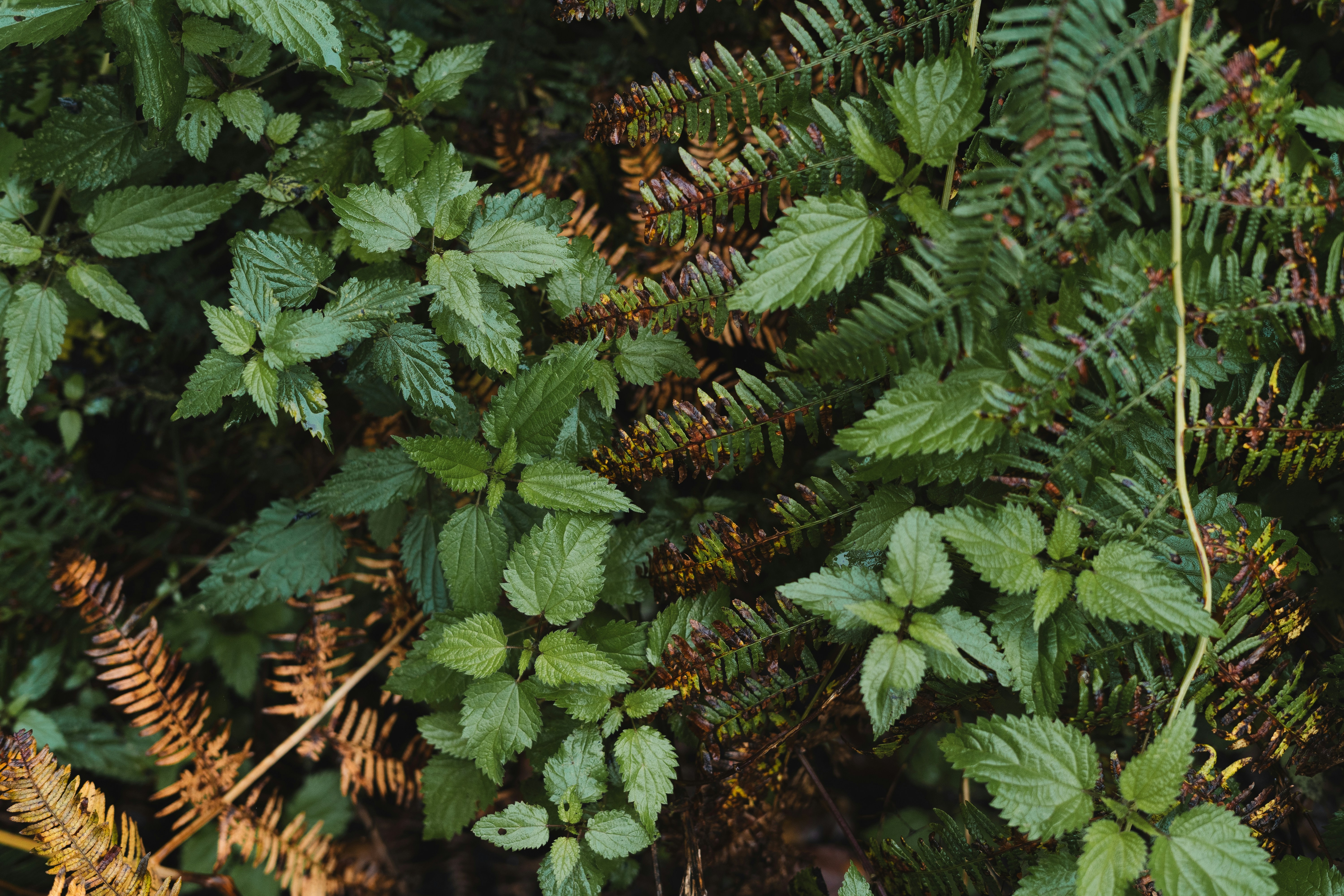 Verdant Tapestry: A Study in Green