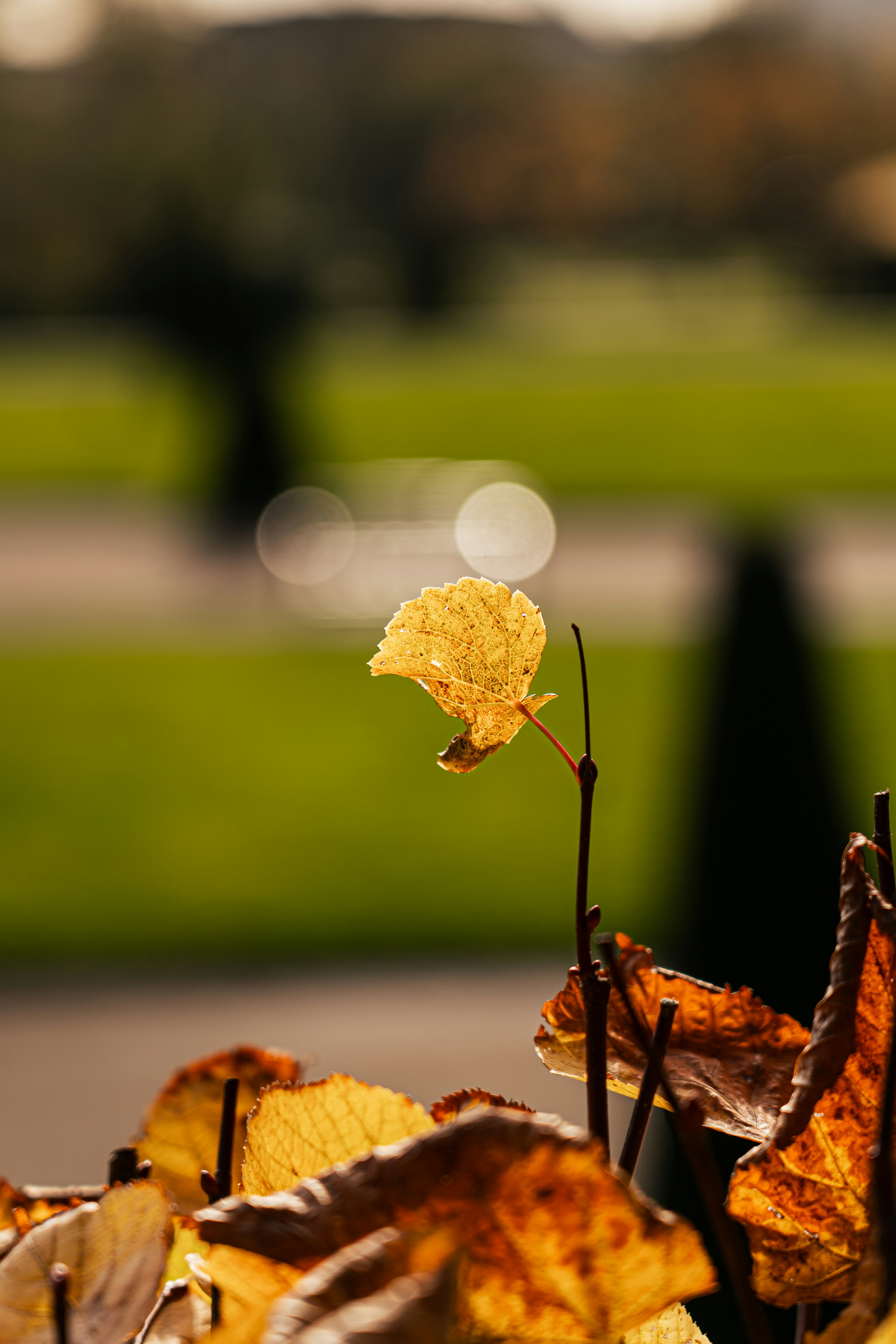 Whispers of Autumn: A Leaf's Last Dance