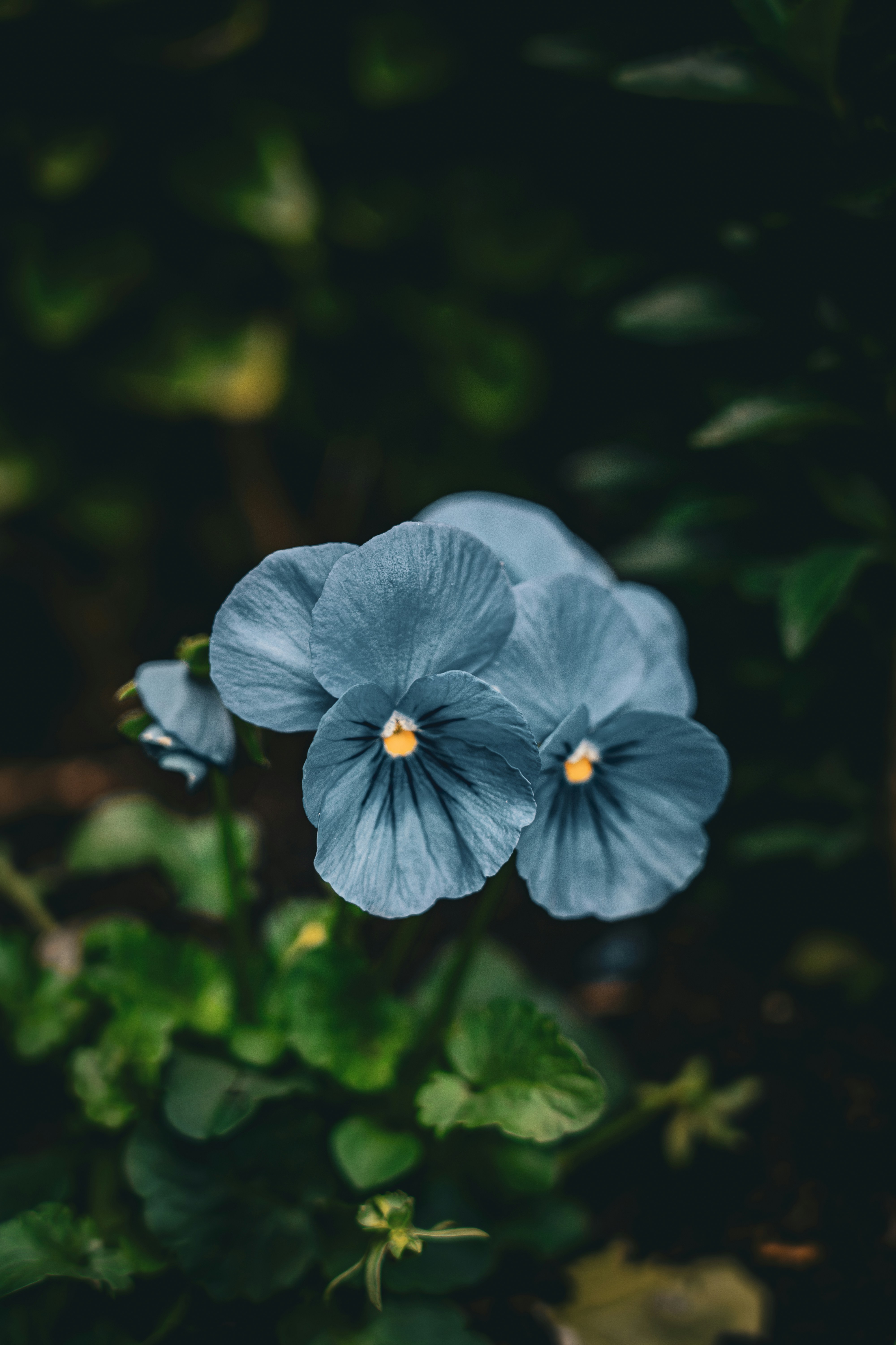 Delicate blue pansy flowers bloom in lush green foliage.