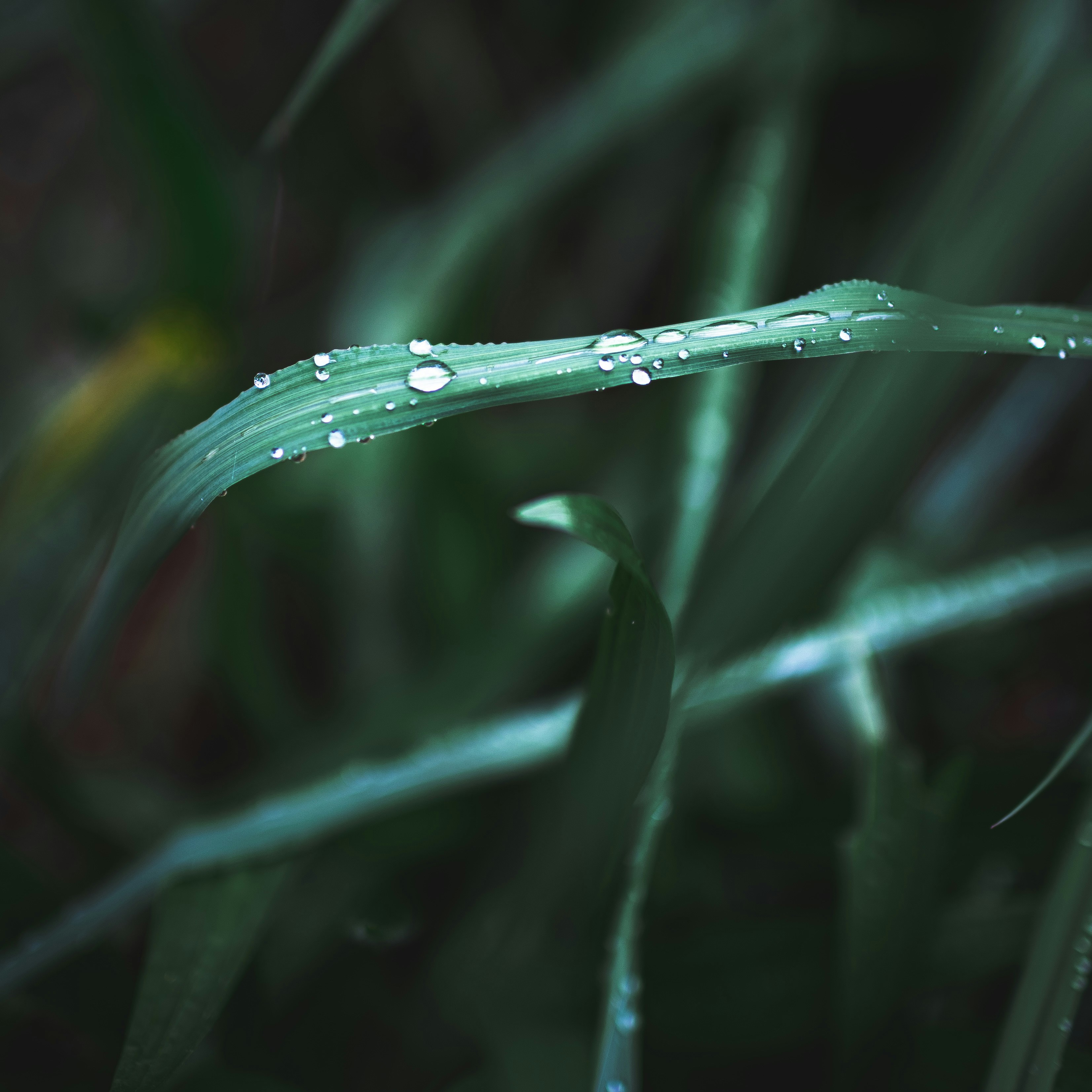 Whispers of Morning Dew on Grass