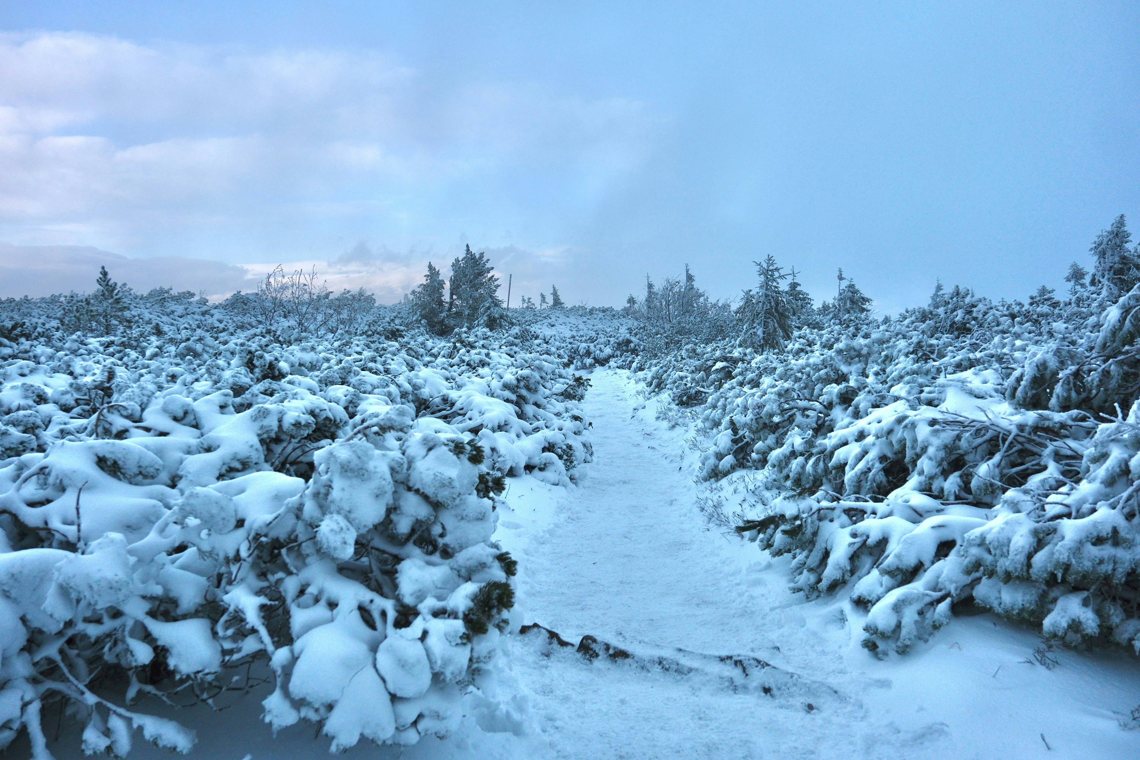 Snow-covered path through a winter landscape