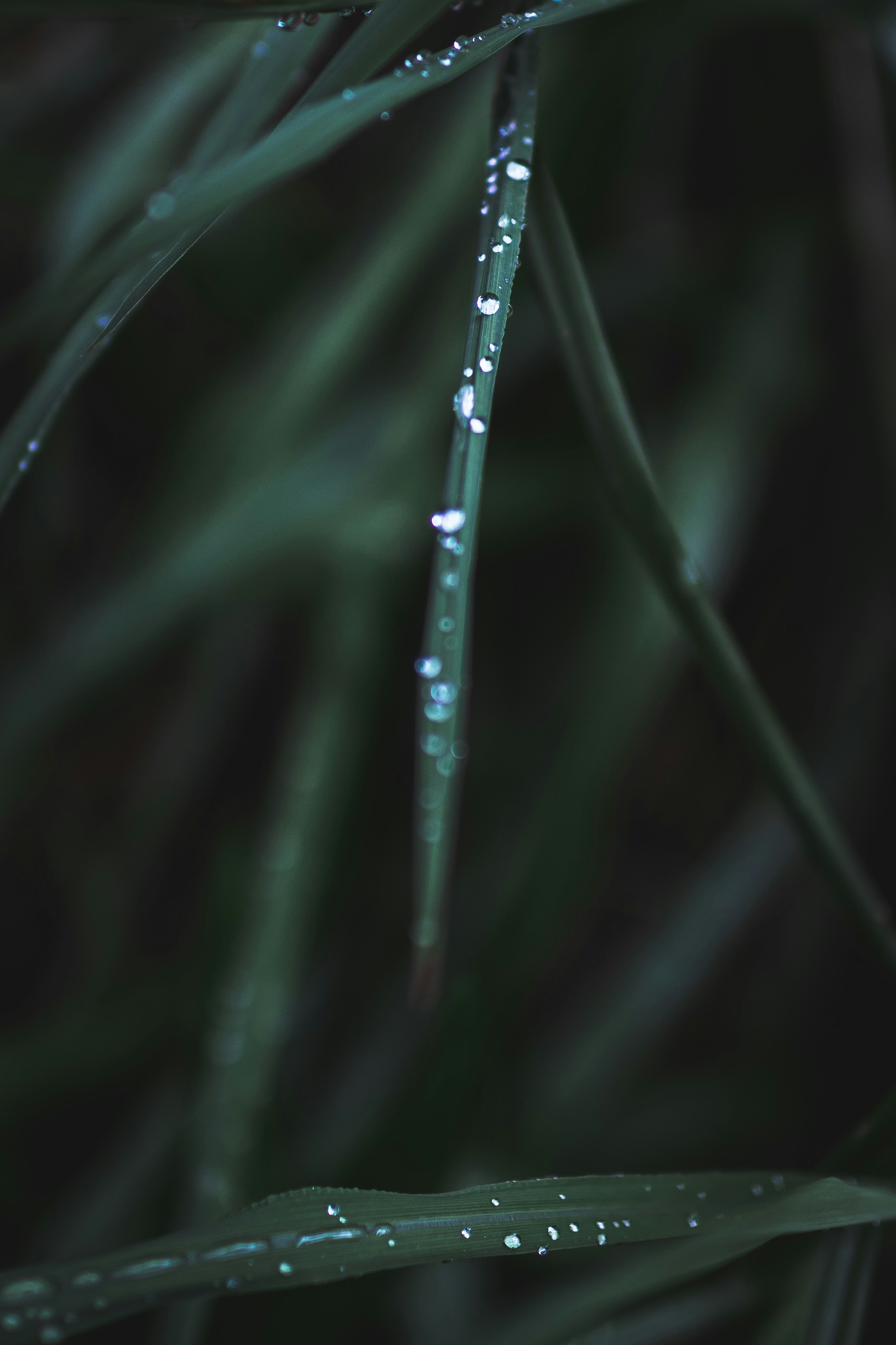 Whispers of Nature: Dew-Kissed Blades