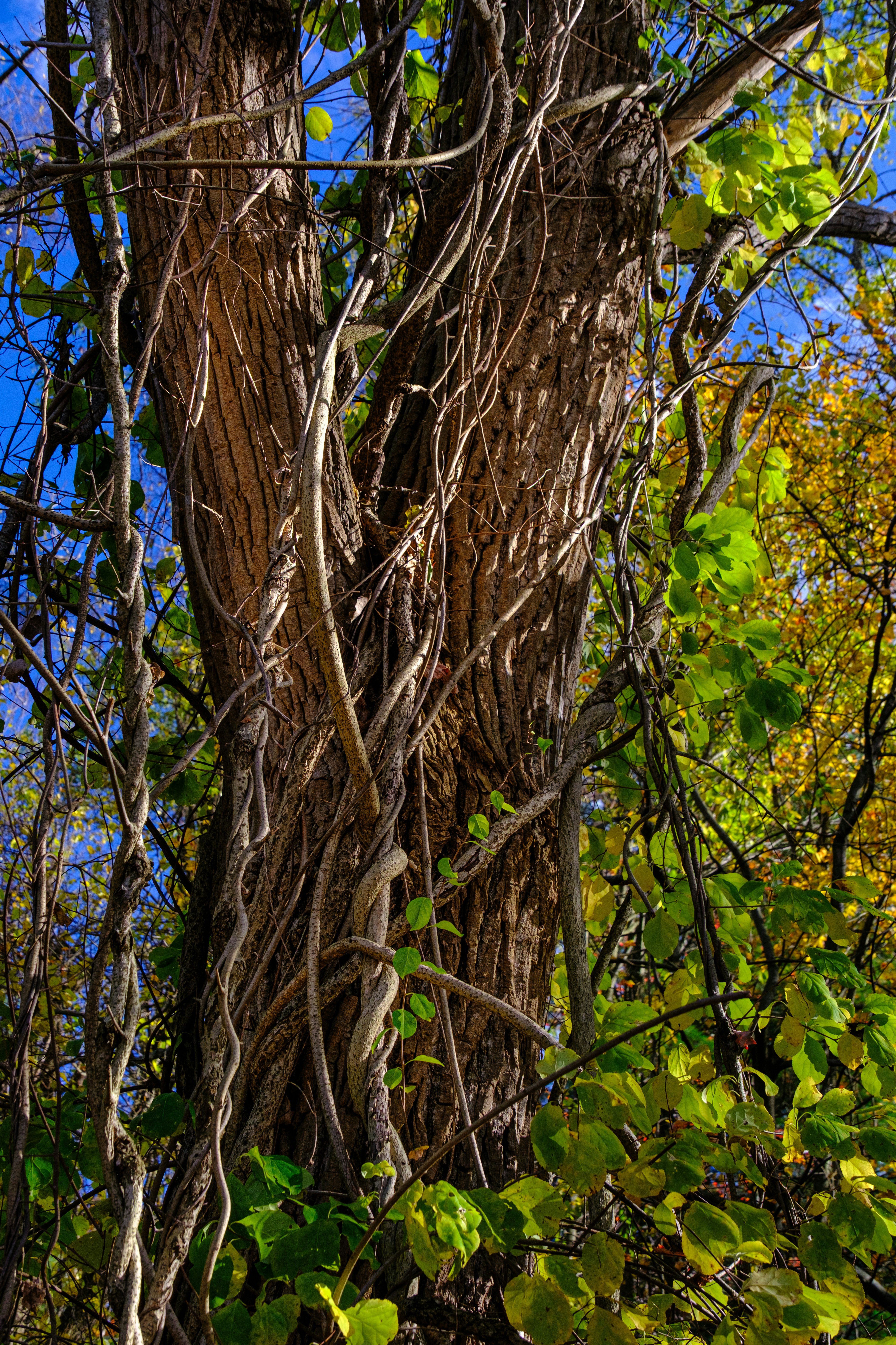 Vines entwined around a tree trunk with autumn foliage.