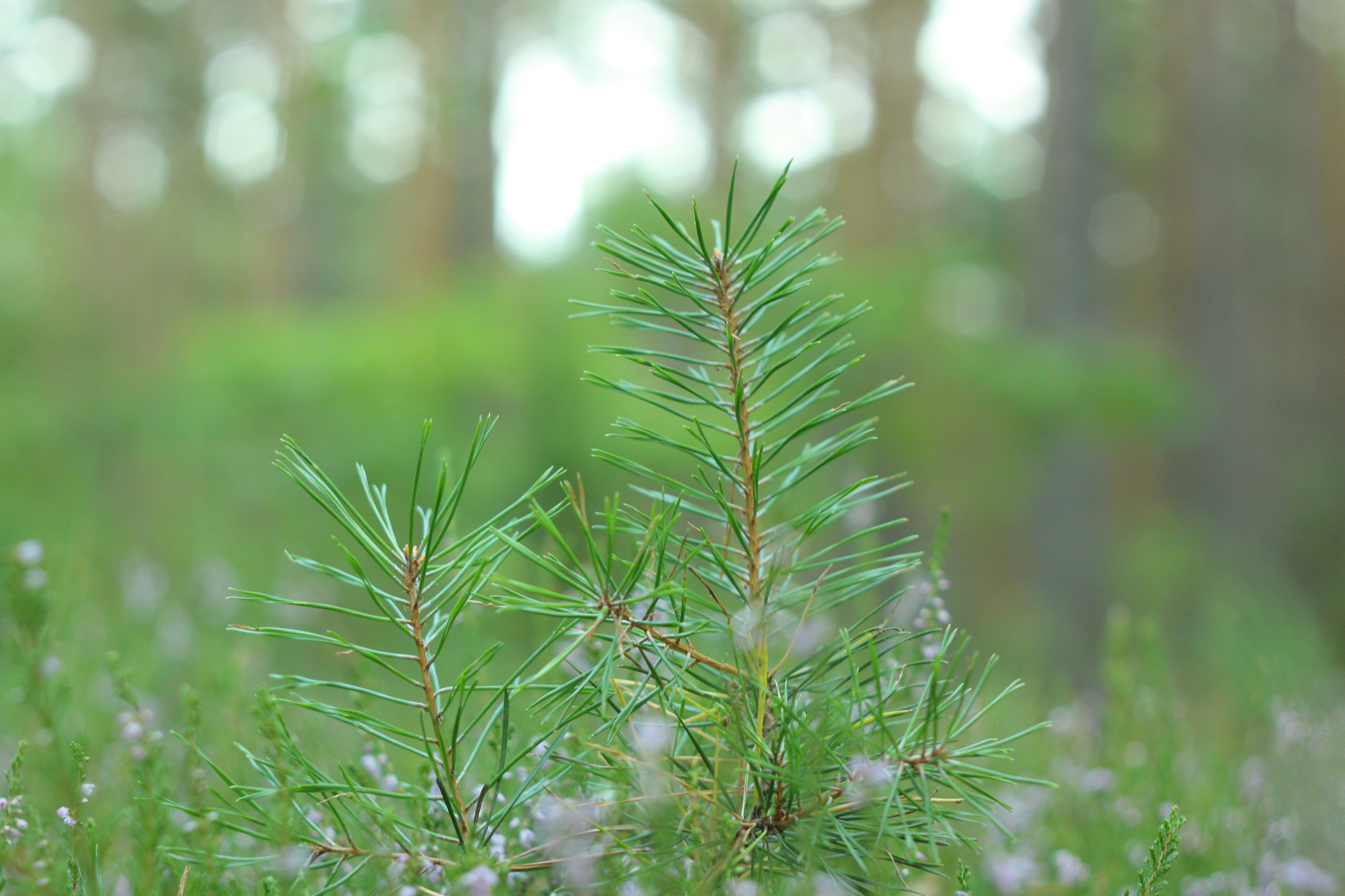 Young pine tree sapling in a forest clearing.