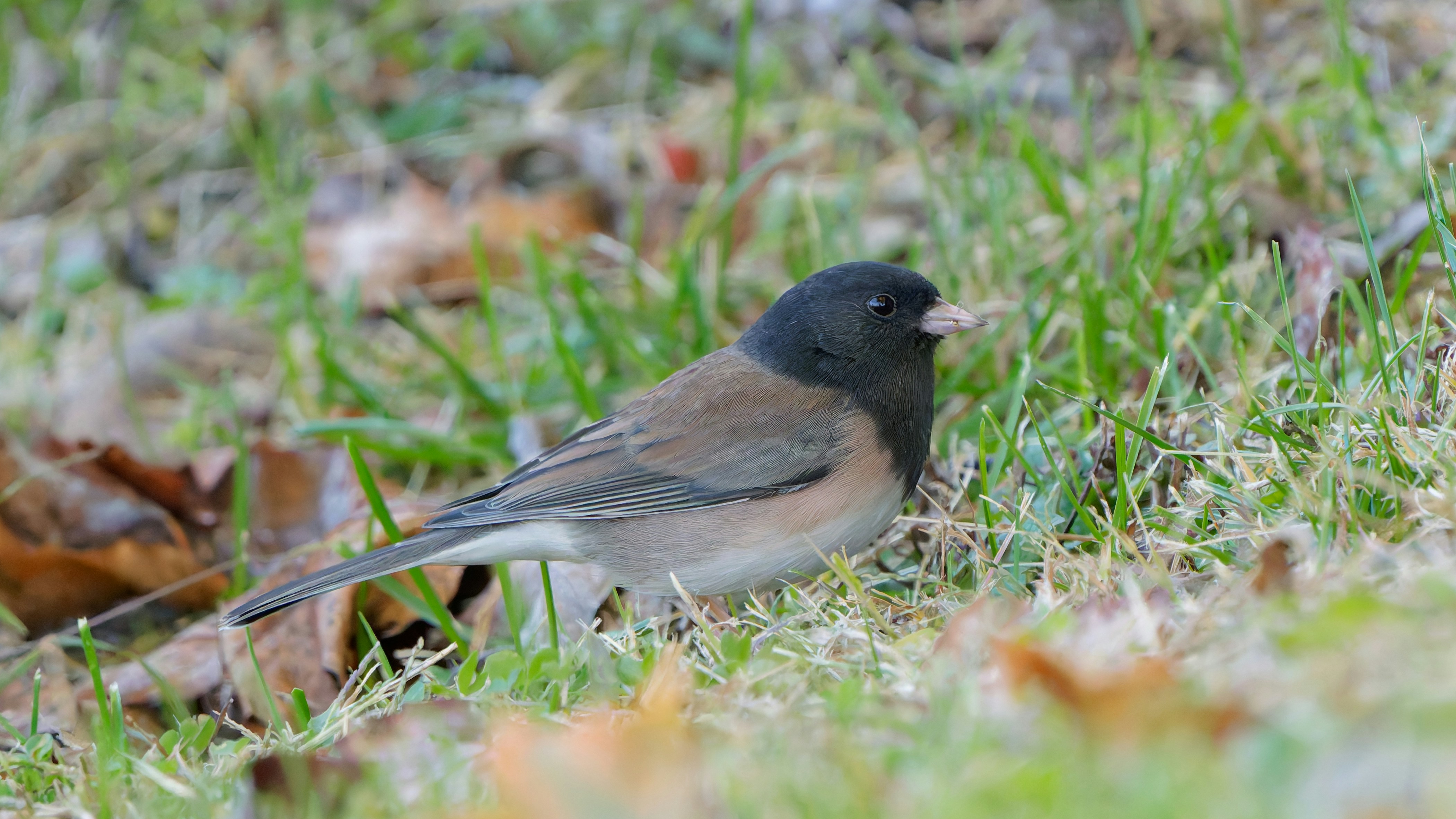 Grounded Harmony: A Junco's Moment