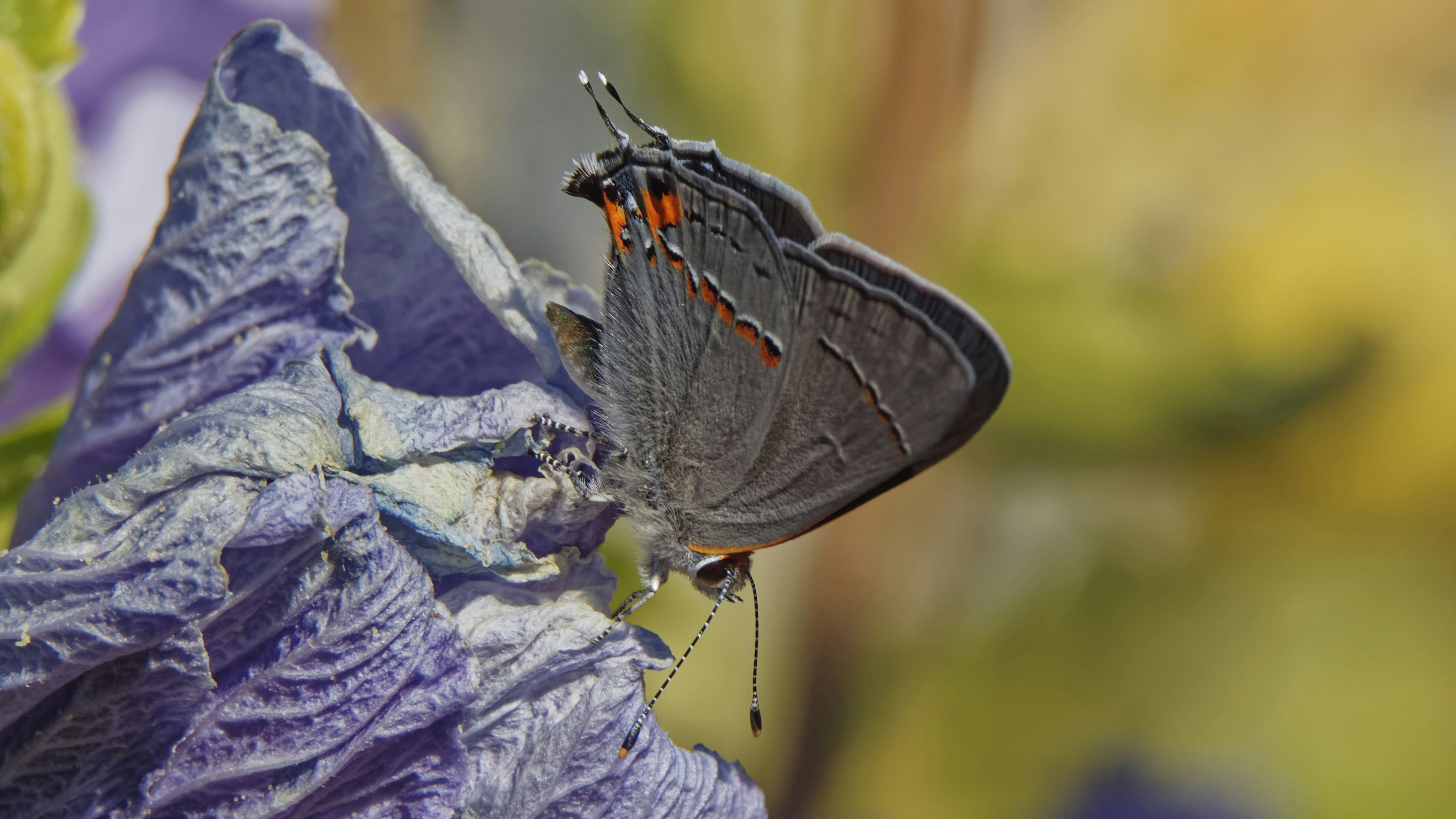 Whispers of Nature: A Butterfly's Embrace