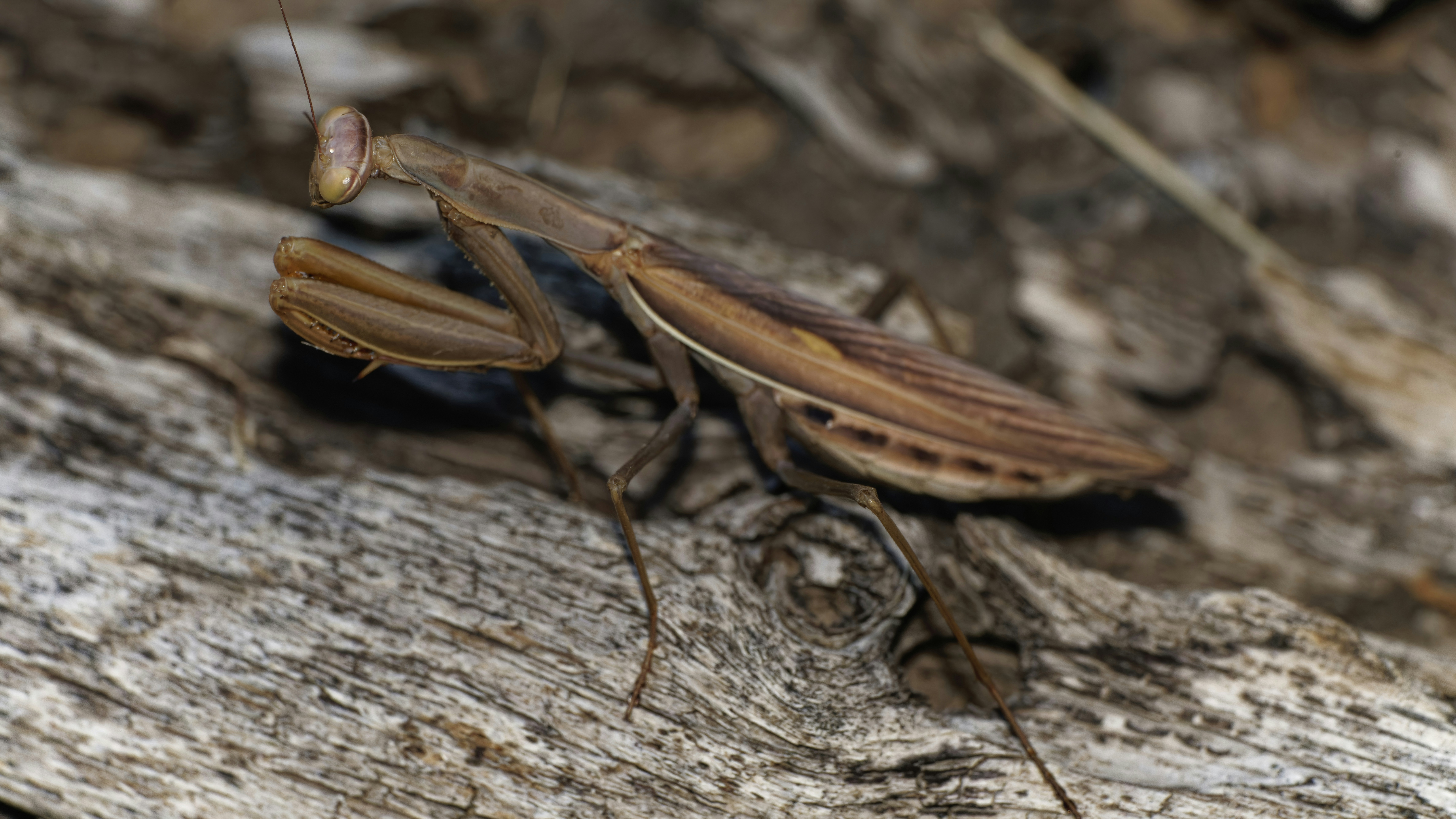 Nature's Silent Sentinel: The Praying Mantis