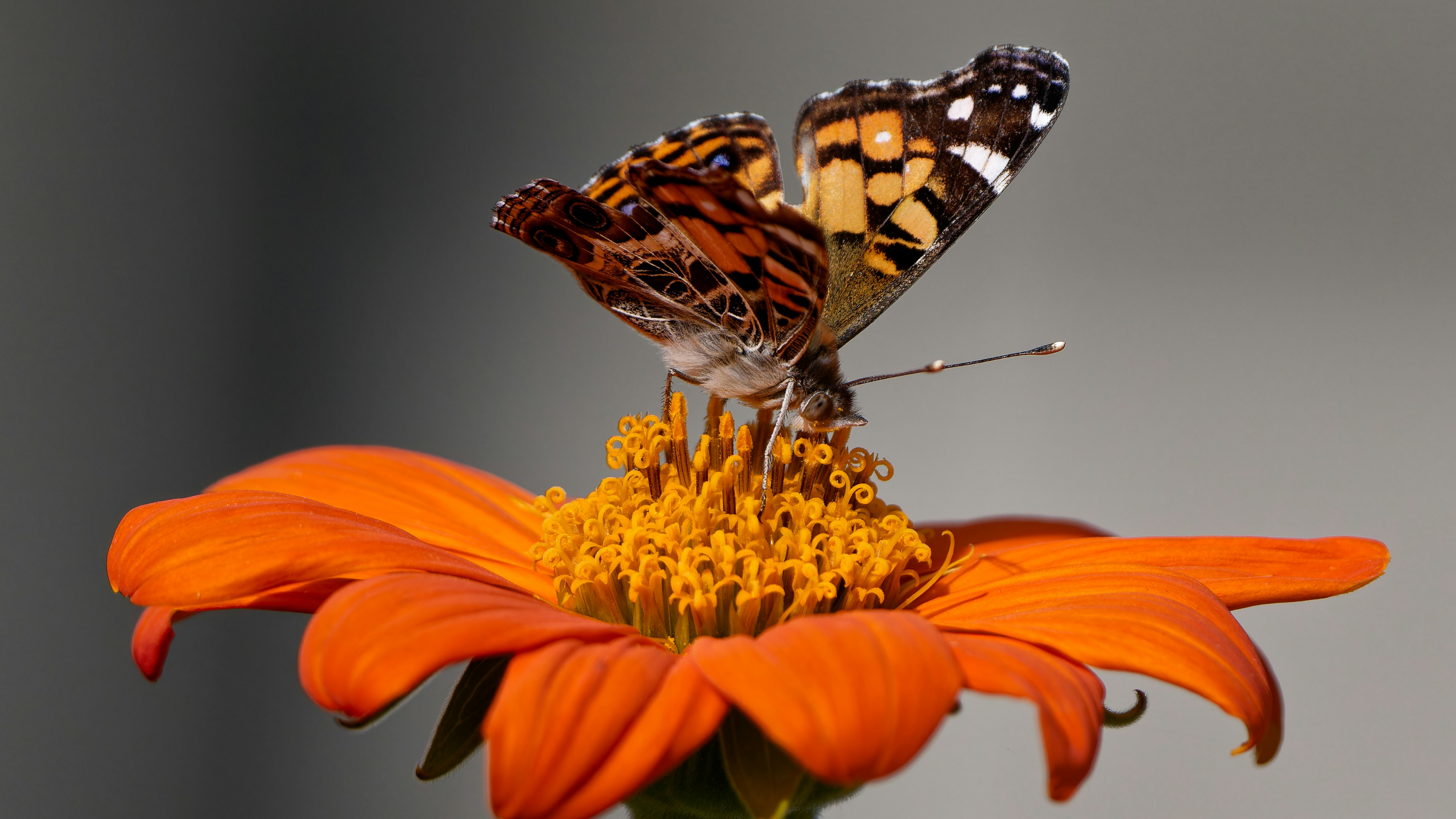 Photo by Patrick Bigelow with Sony Alpha 7R V