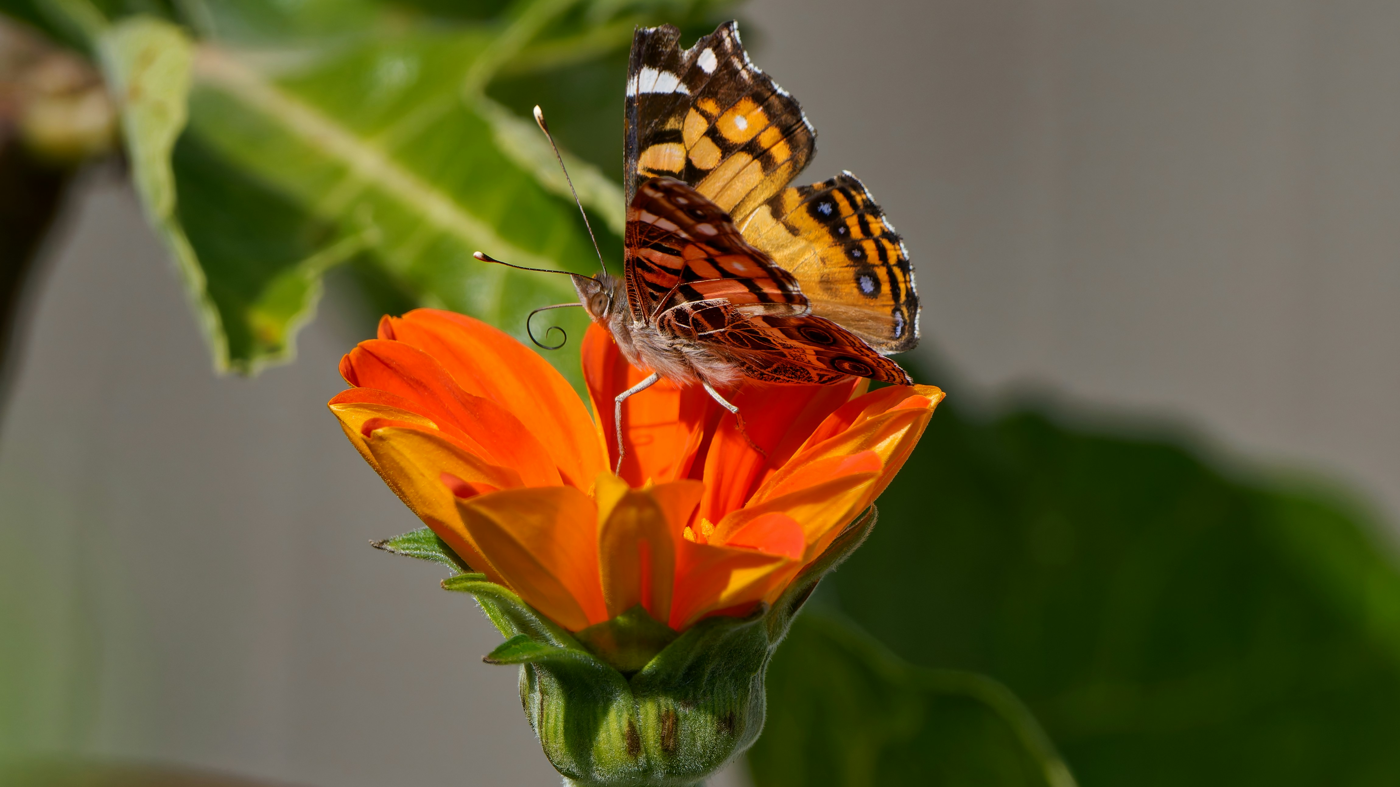 Nature's Palette: A Dance of Color