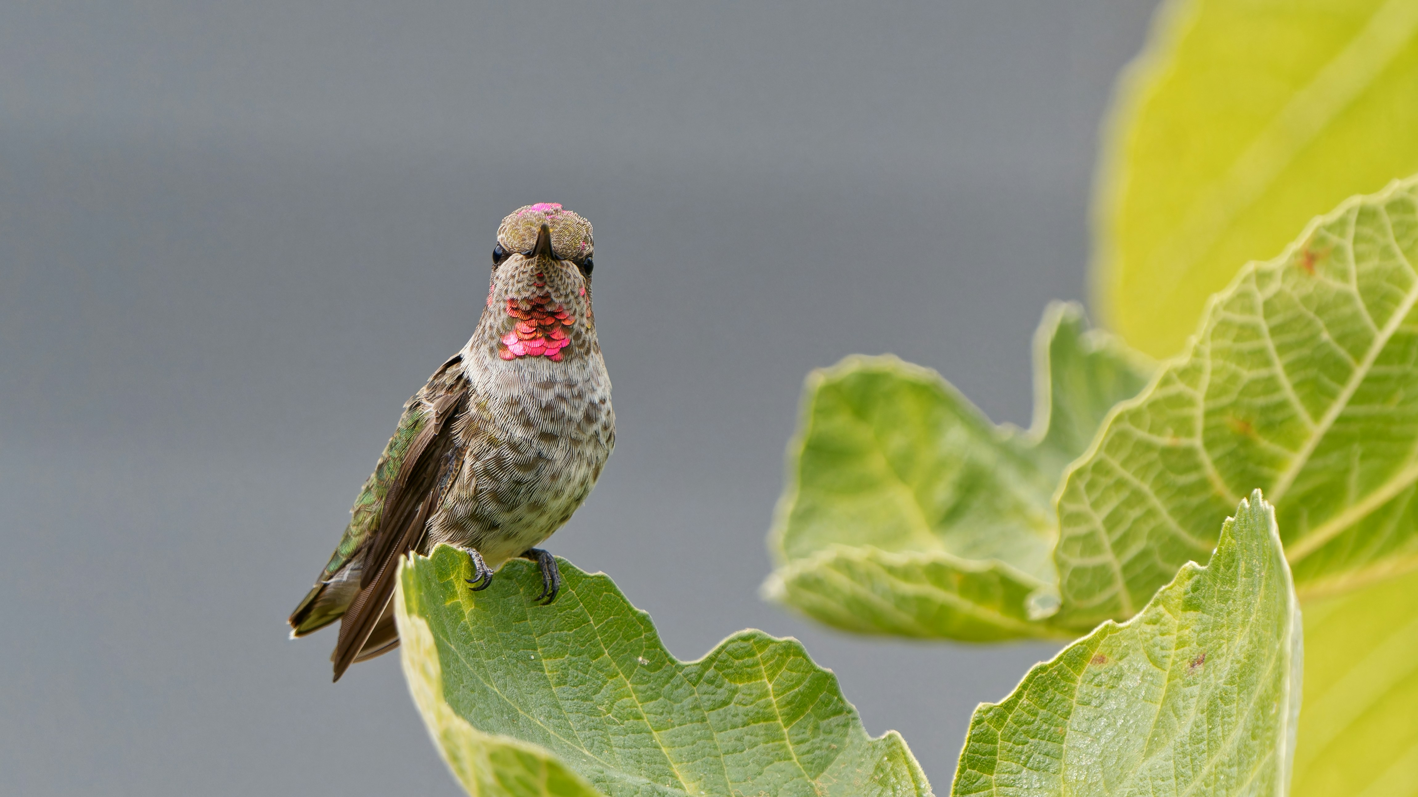 A hummingbird perched on a vibrant green leaf, showcasing its iridescent plumage and striking throat coloration.