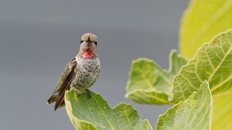 A tiny hummingbird perched on the edge of a green leaf, with another leaf filling the right side of the frame. Soft gray background keeps the bird’s iridescent throat and mottled feathers in focus.