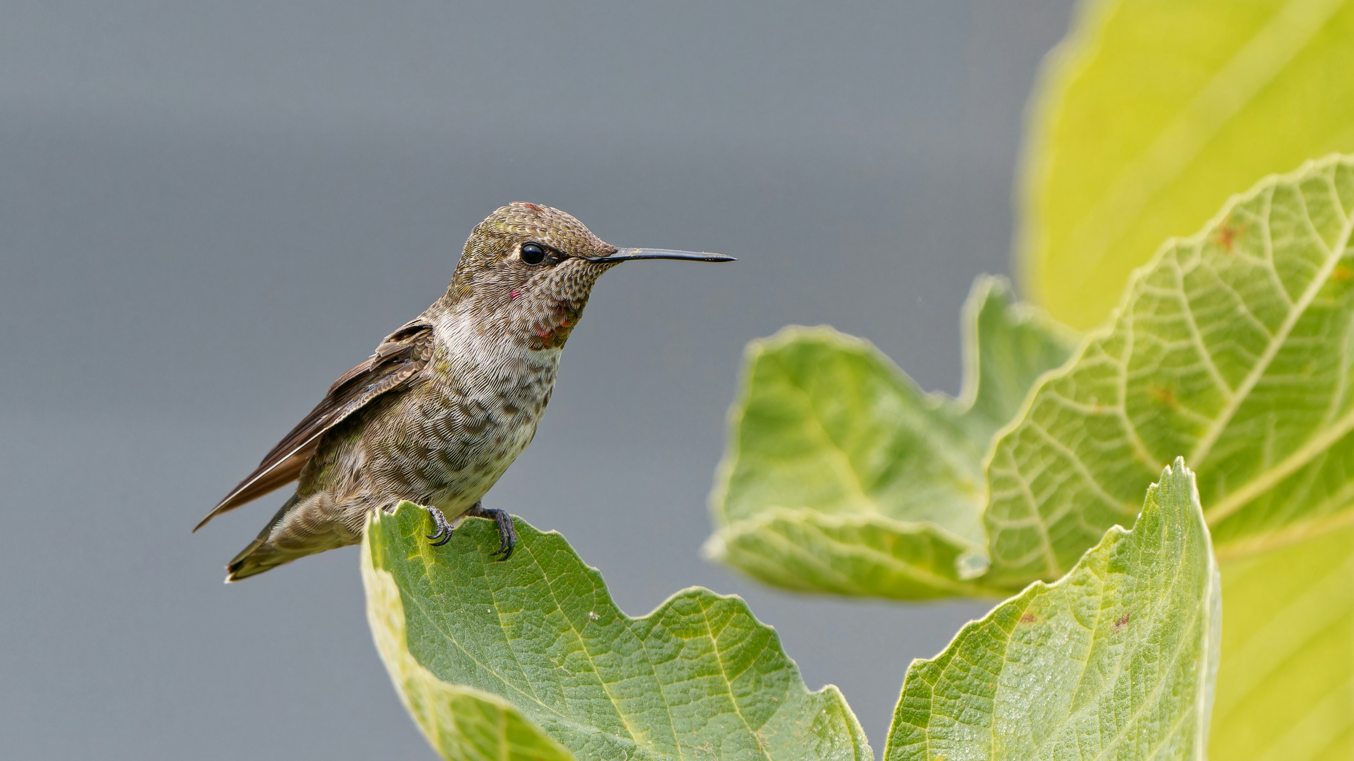 Hummingbird resting on a vibrant green leaf, showcasing intricate feather patterns and a delicate posture.