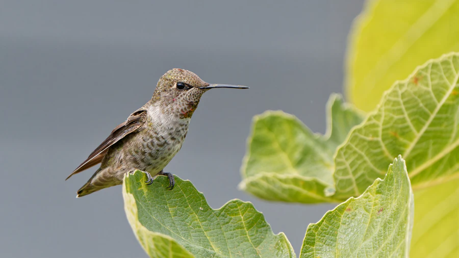 Small hummingbird perched on the edge of a green leaf against a soft gray background. Bright leaves frame the bird on the right side.