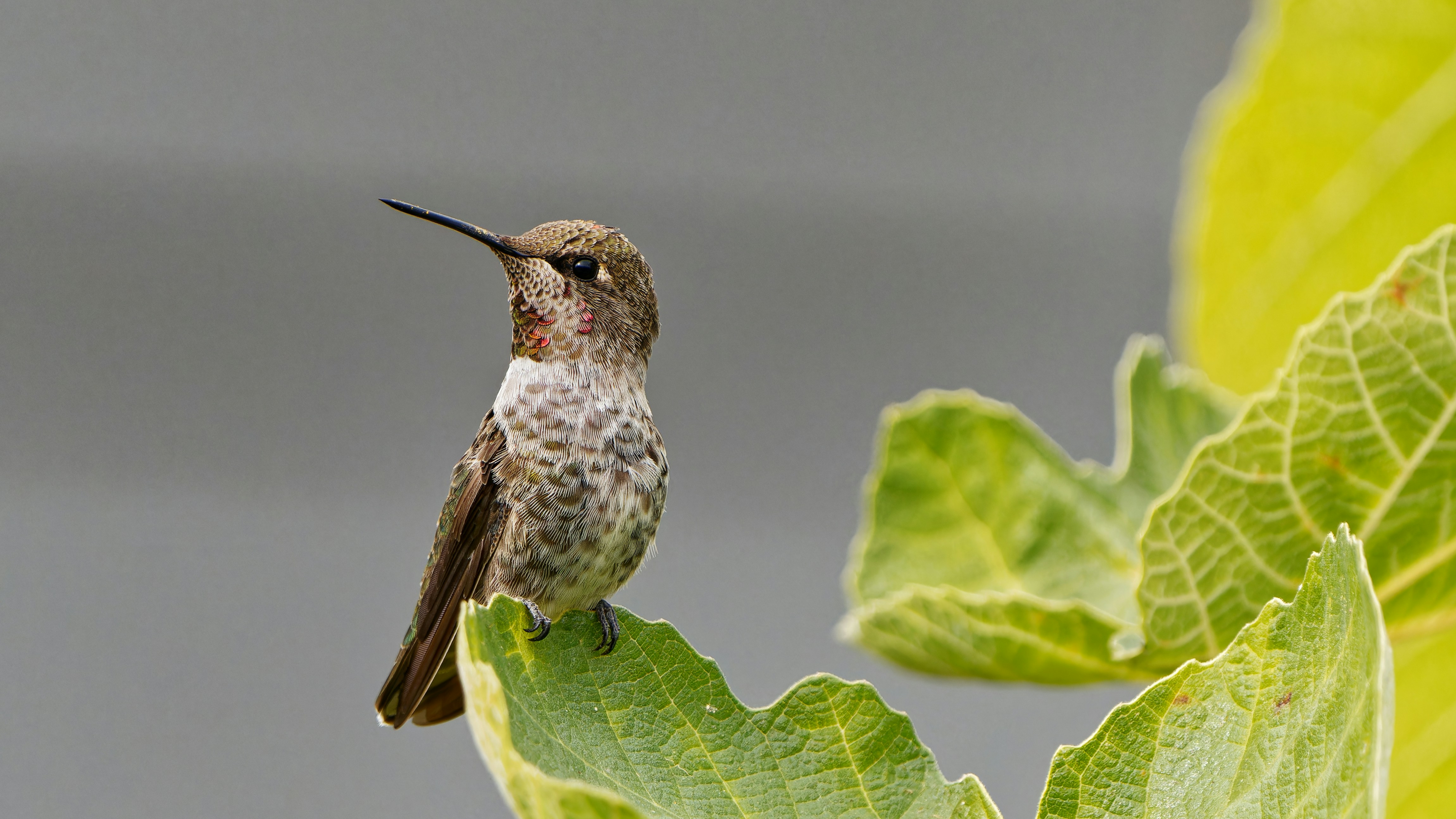 Hummingbird perched gracefully on vibrant green leaves, showcasing intricate feather patterns and a keen expression.