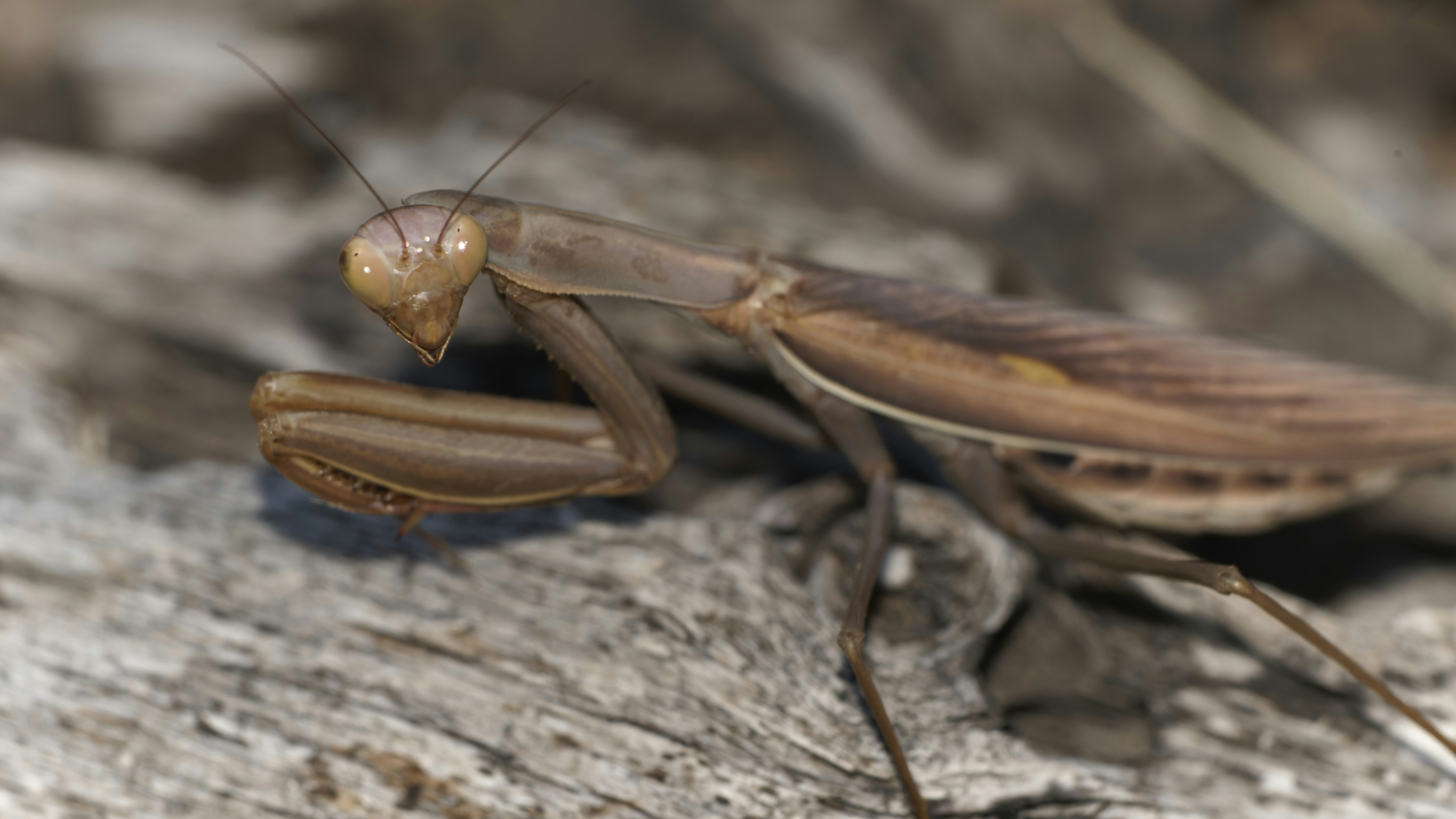 The Silent Stalker: Nature's Intricate Predator