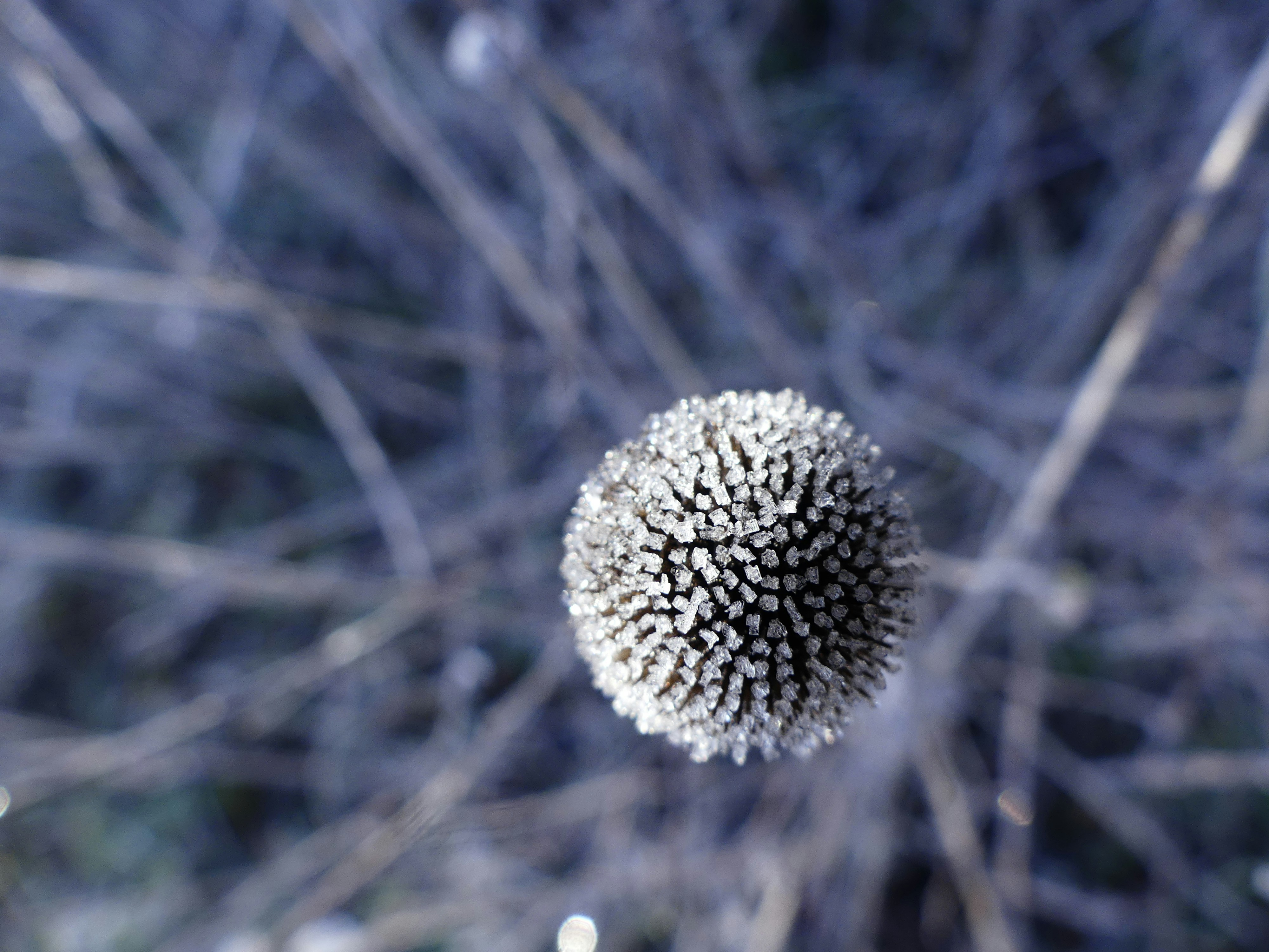 Frosted Sphere: Nature's Delicate Artistry