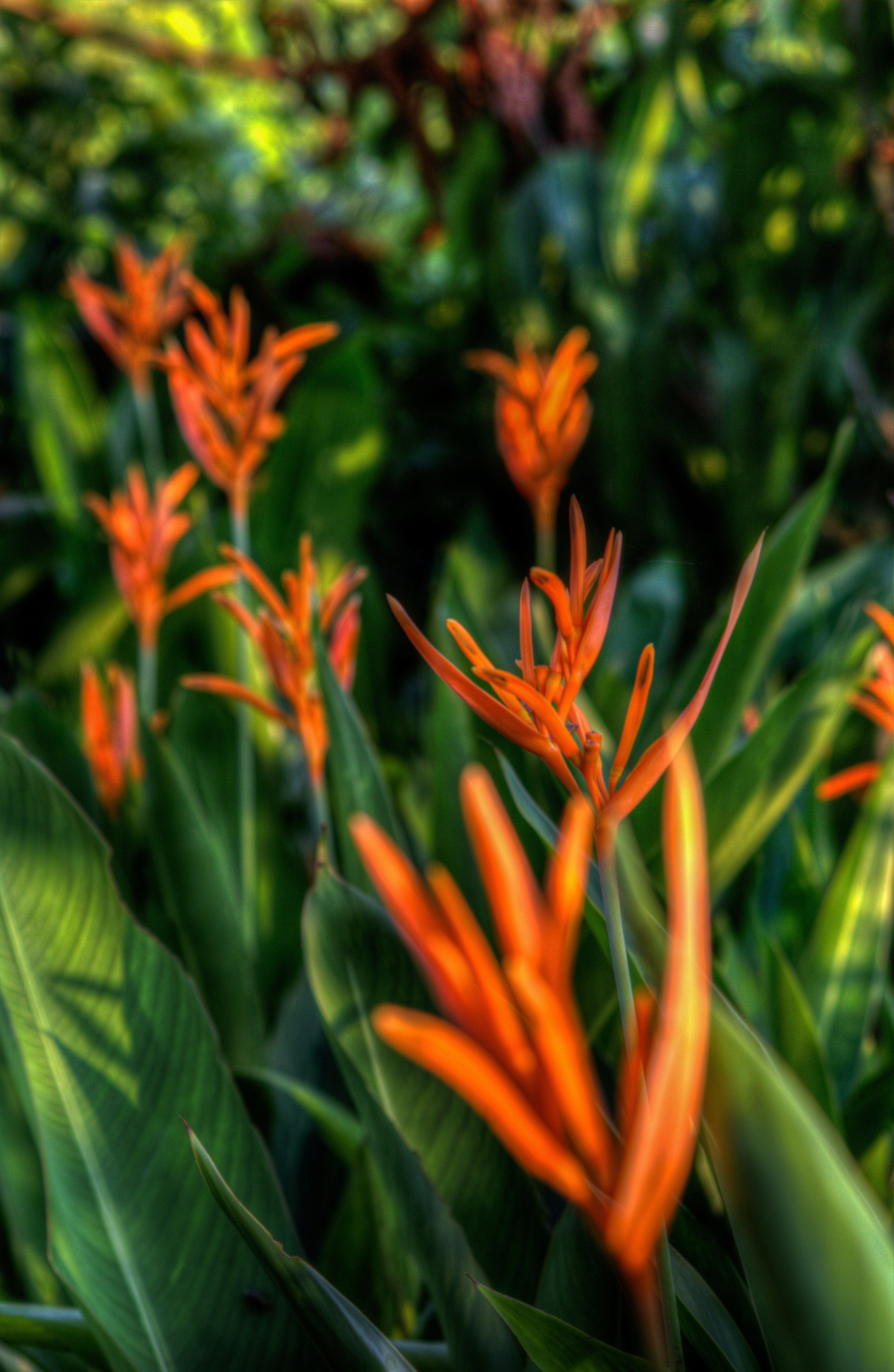 Tropical Serenade: The Dance of Heliconias