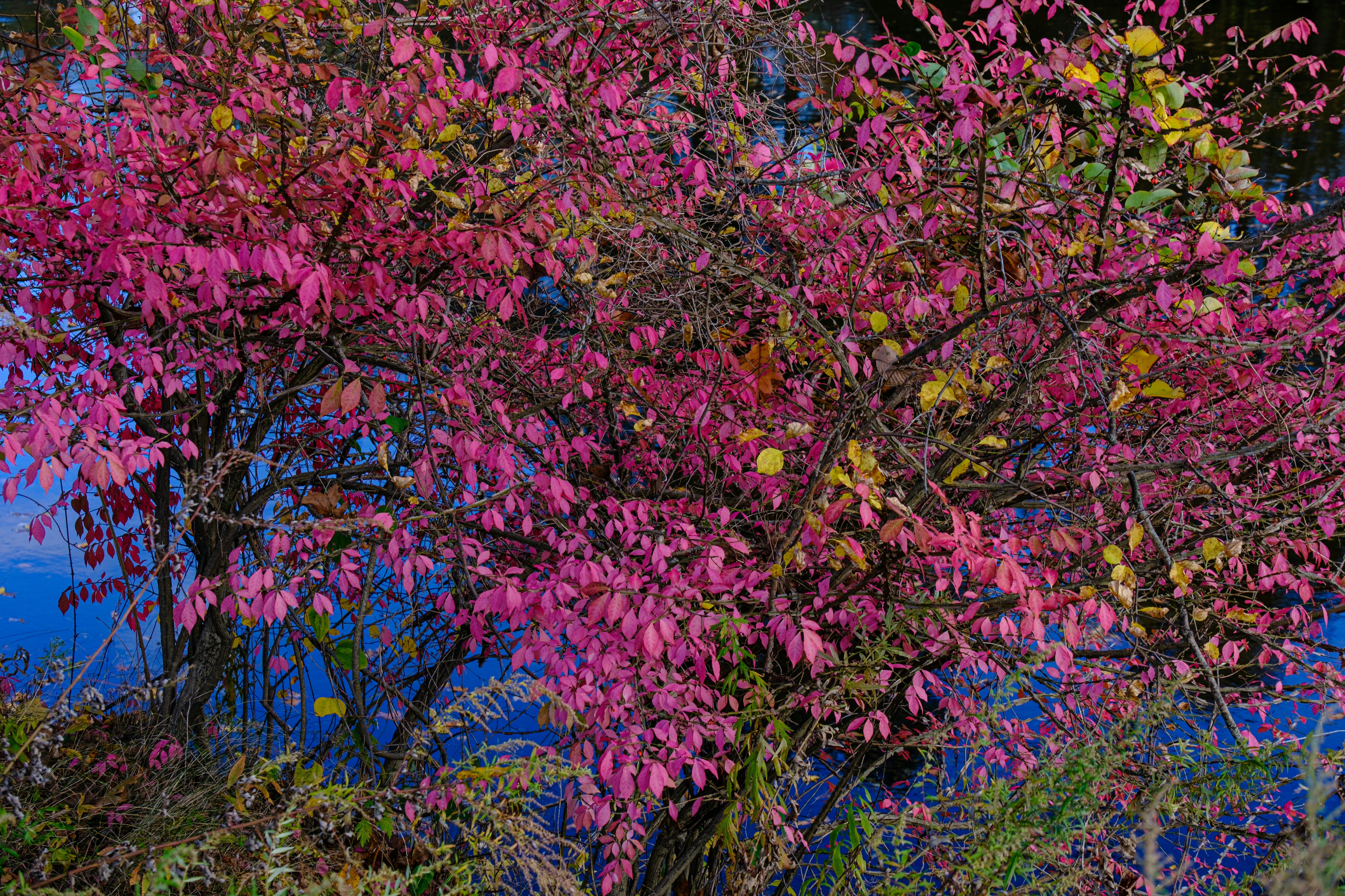 A tree with vibrant pink and yellow autumn leaves.