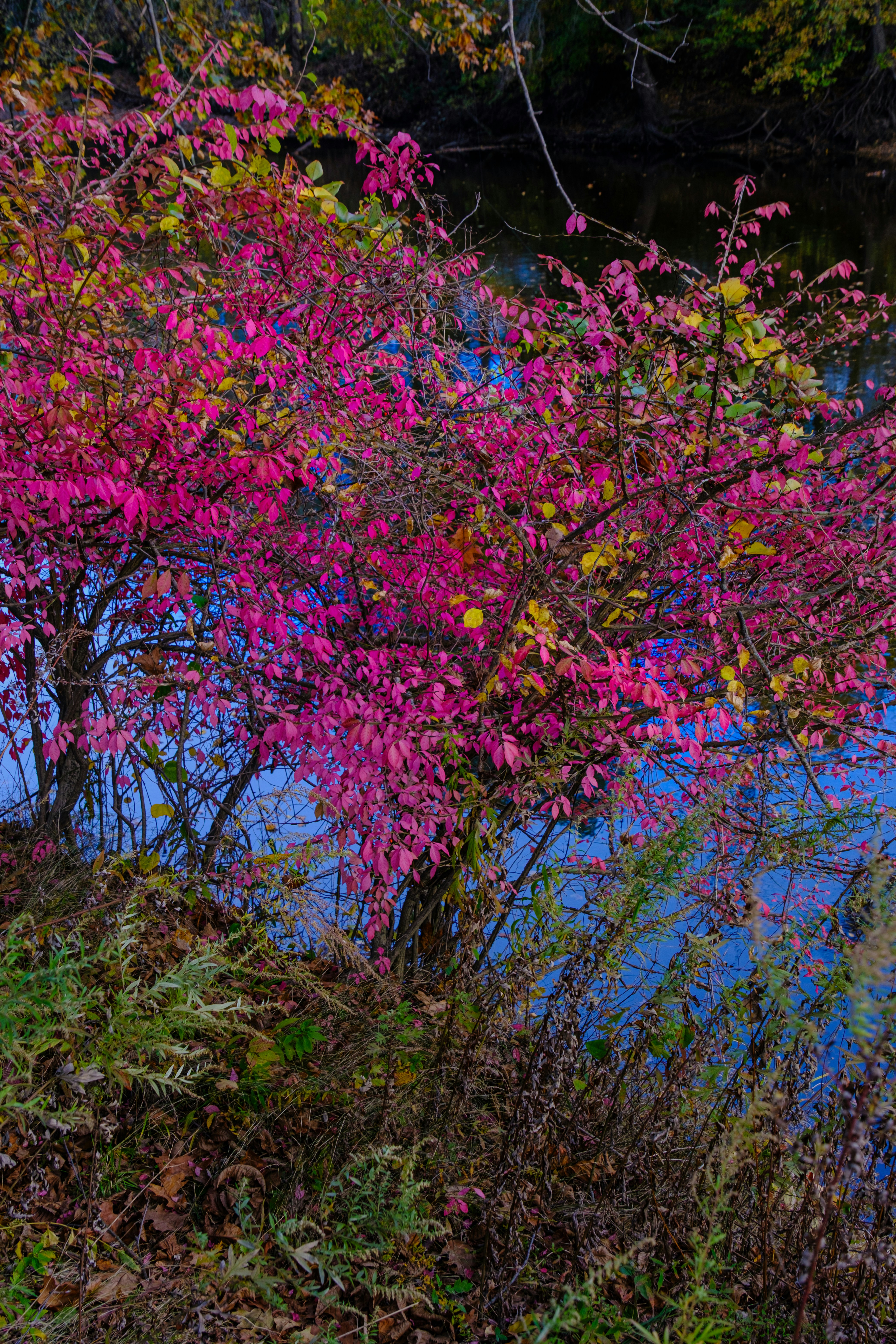 Bright pink and yellow foliage along a tranquil riverbank, showcasing the beauty of autumn's transition.