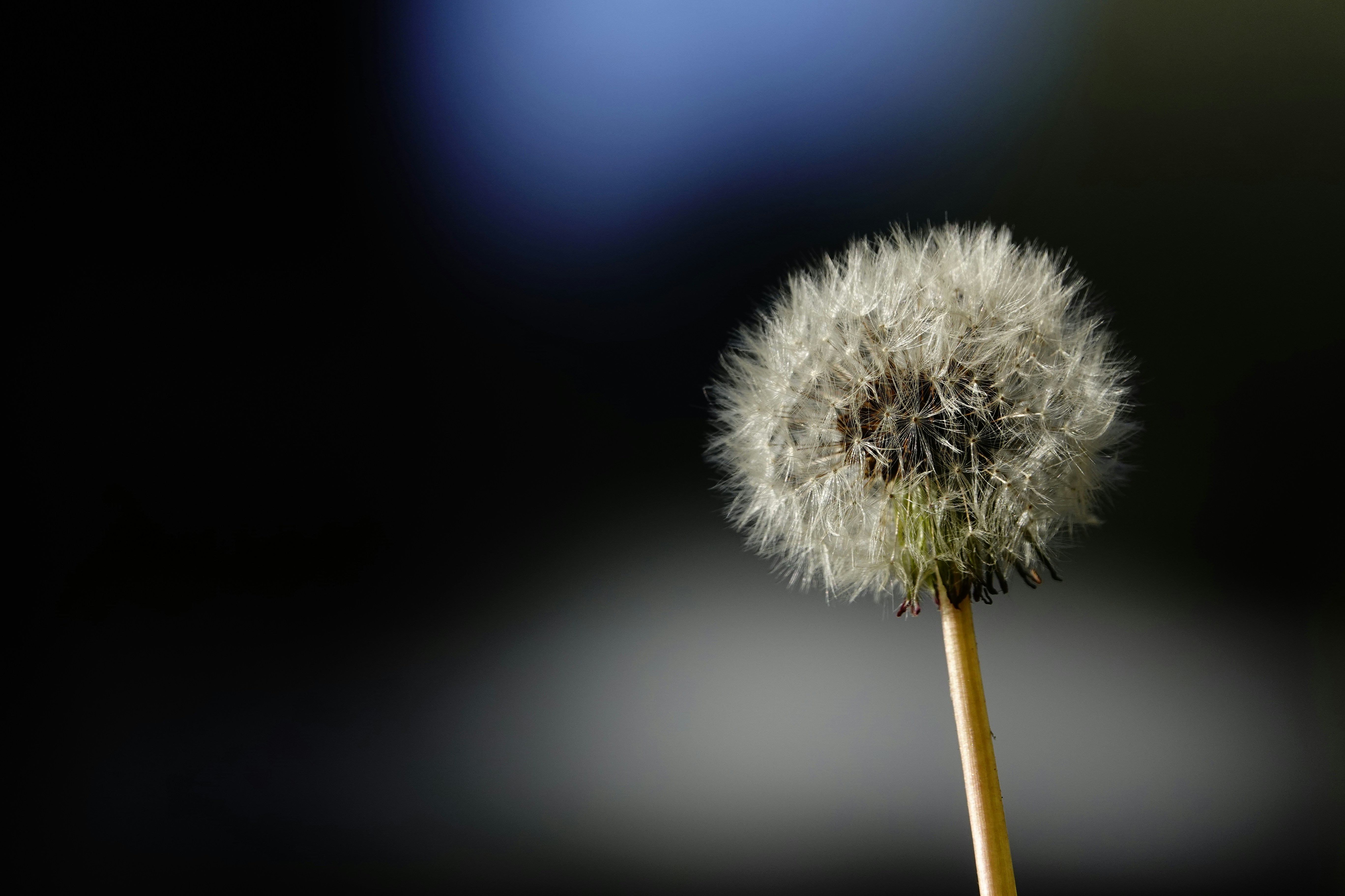 Whispers of a Dandelion's Dreams