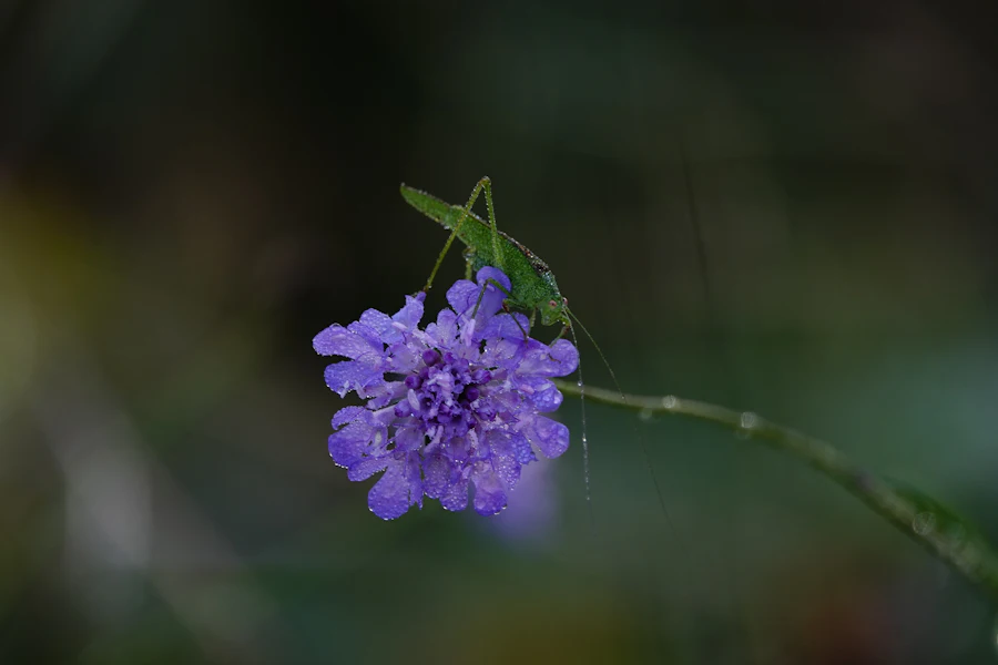 A small green insect stands on top of a purple wildflower against a dark, blurred background. Dew drops glint on the petals and stem.