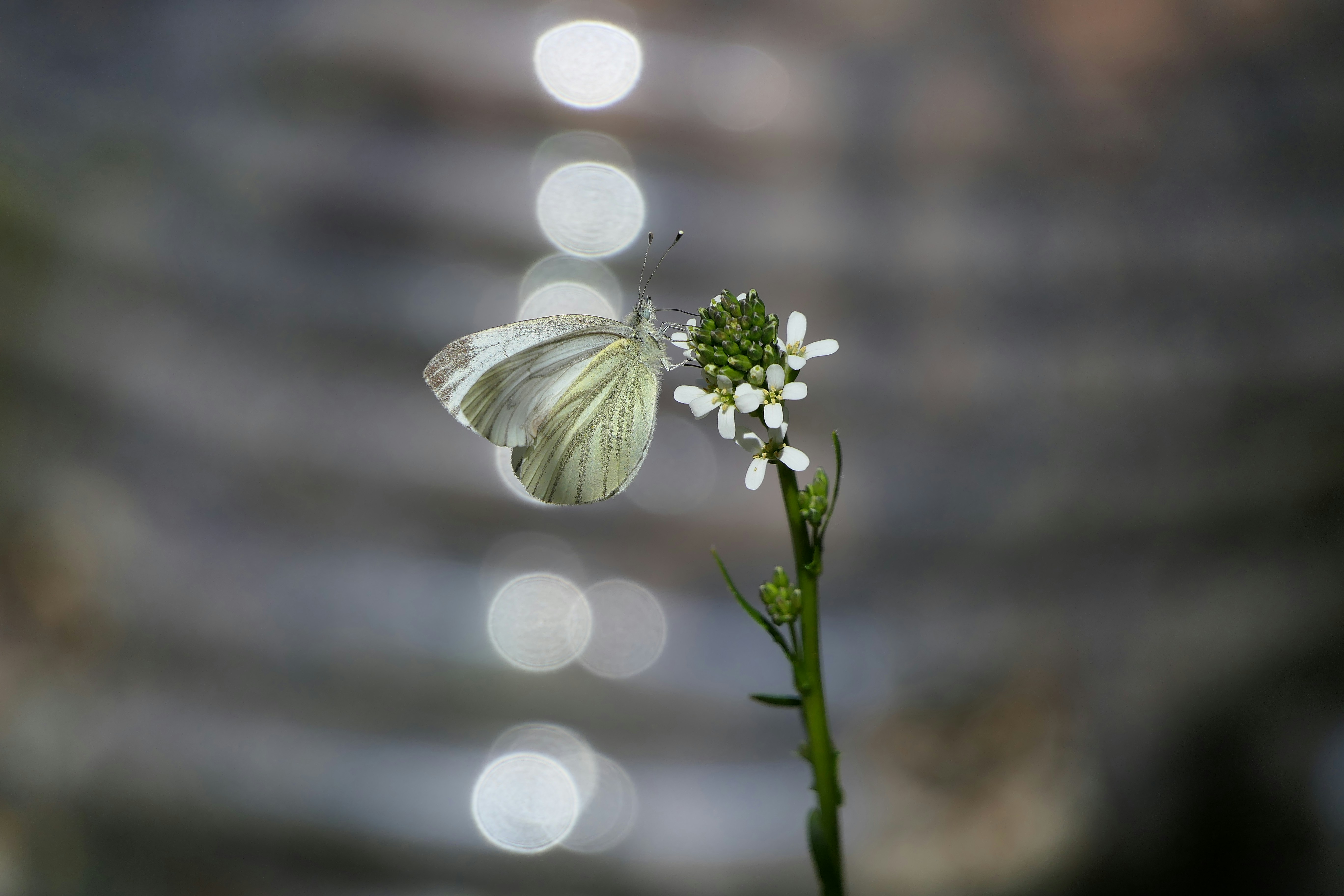 A white butterfly rests on a small white flower.