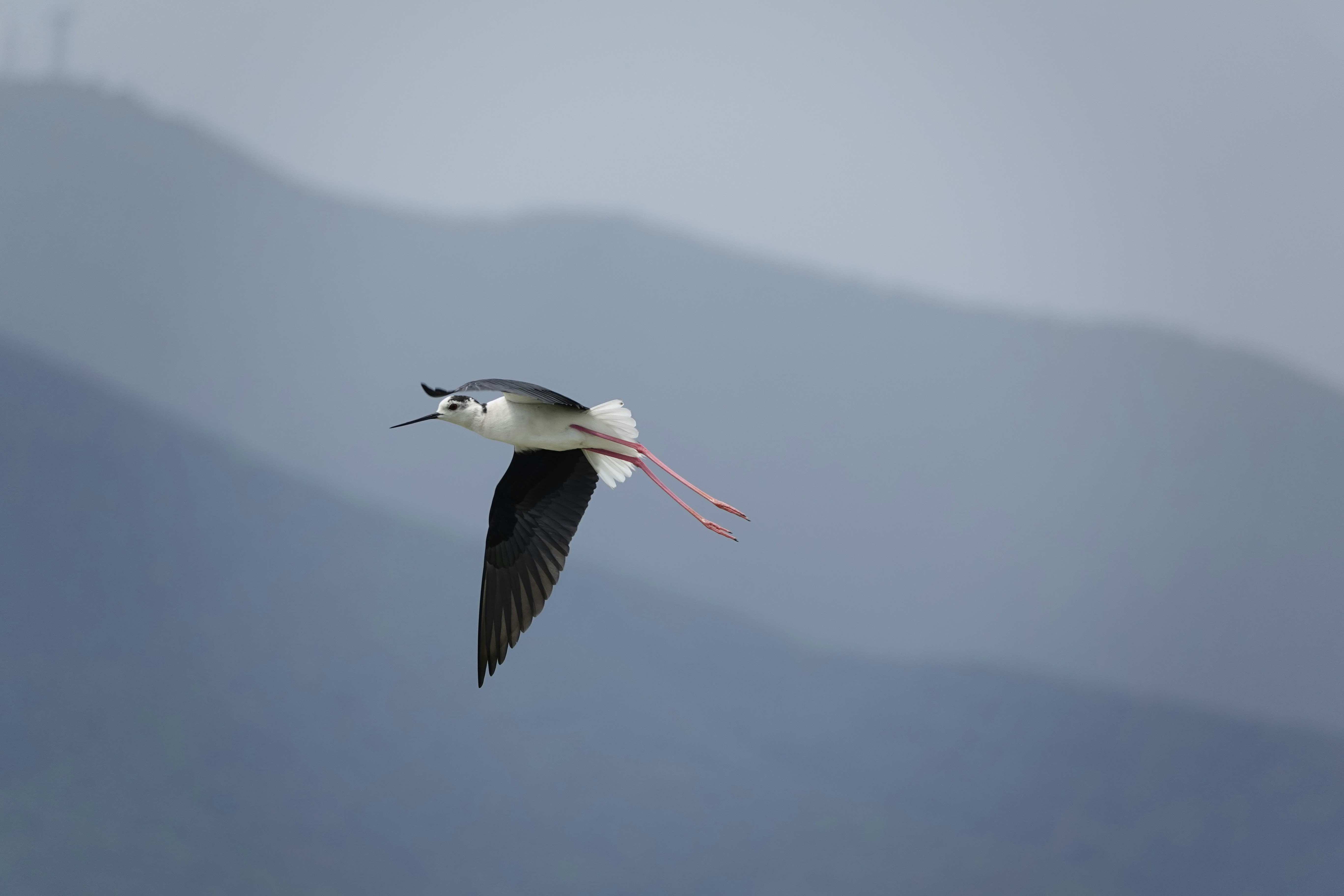 Grace in Flight: The Elegant Stilt