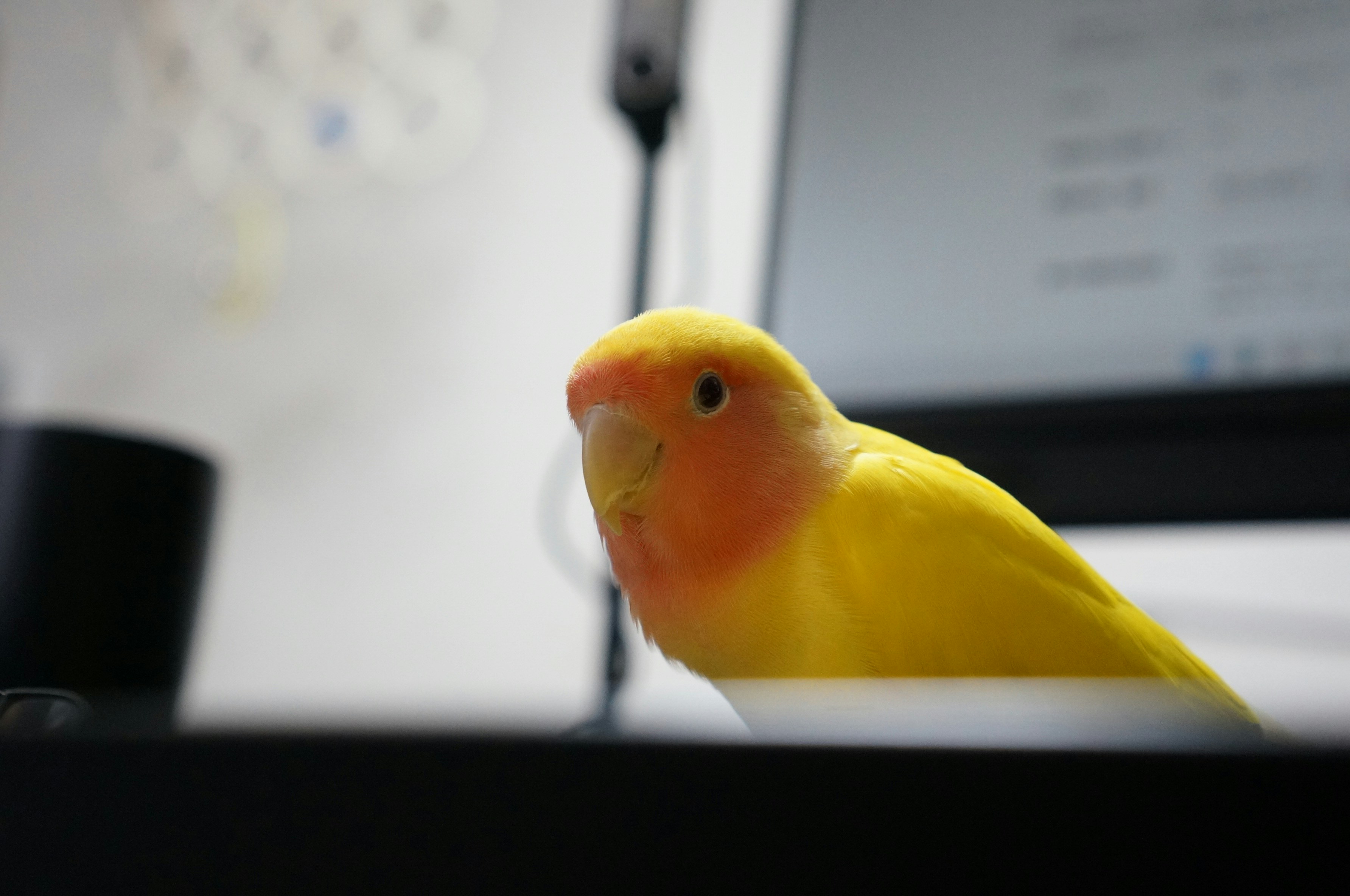 Sunlit Yellow Lovebird Holds Court in a Quiet Desk Scene