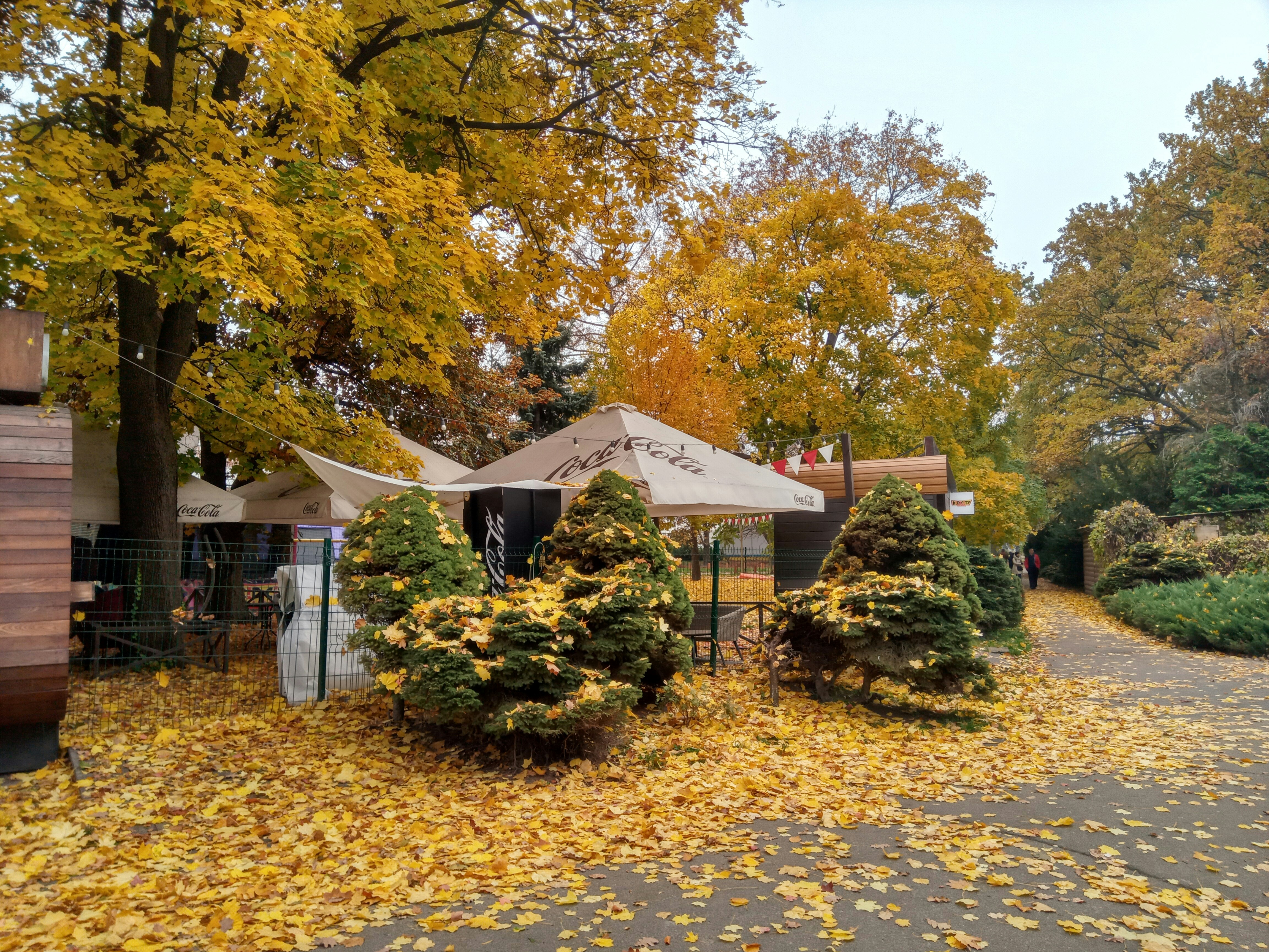 Street cafe in yellow autumn leaves., Expocentre of Ukraine (VDNG), Kyiv. - Kawiarenka wśród żółtych jesiennych liści. Centrum Wystawowe Ukrainy (WDNCh), Kijów. - Уличное кафе в желтых осенних листьях, Экспоцентр Украины (ВДНХ), Киев. | Autumn park with fallen yellow leaves and outdoor cafe.