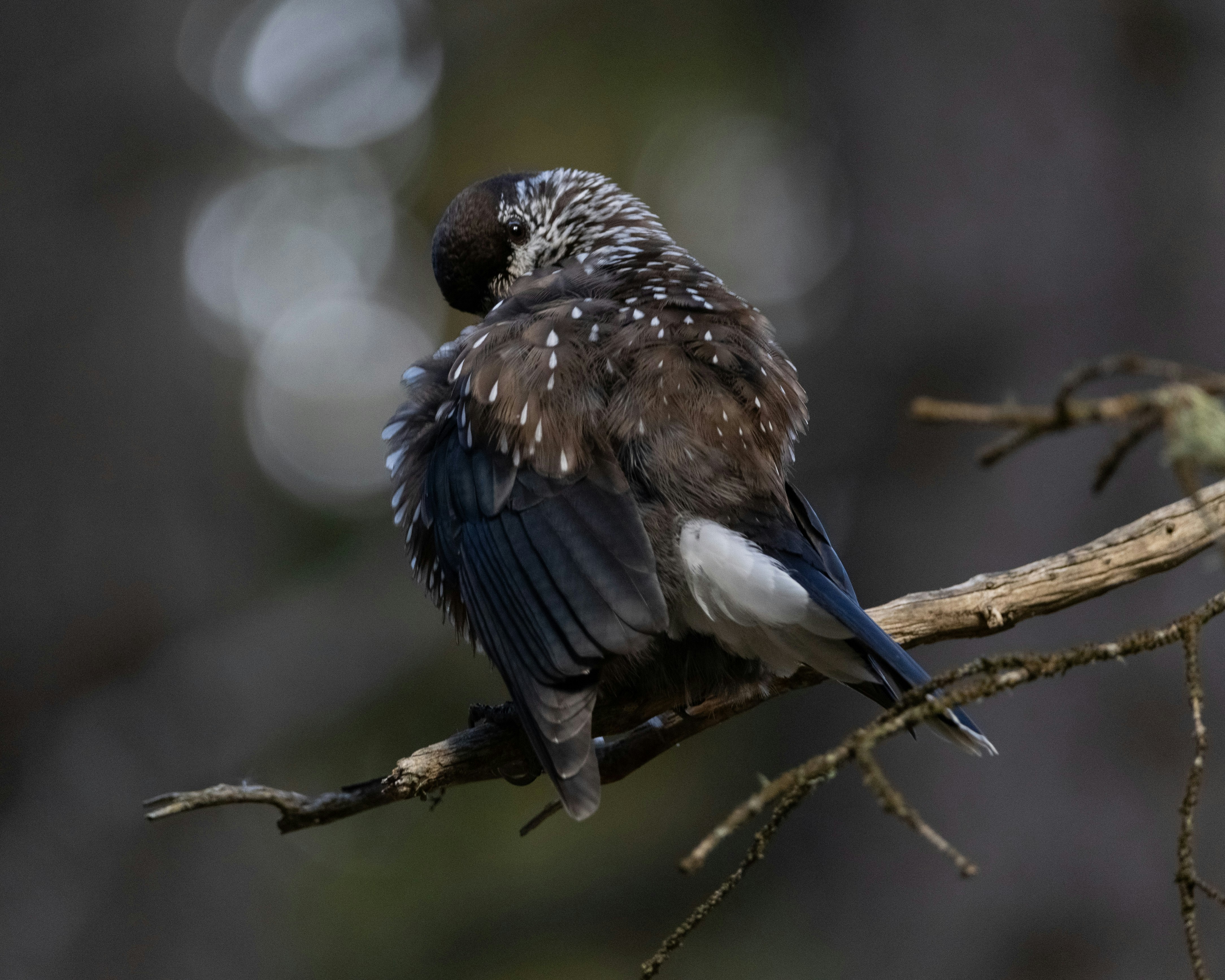 Whispers of the Forest: A Bird's Solitude