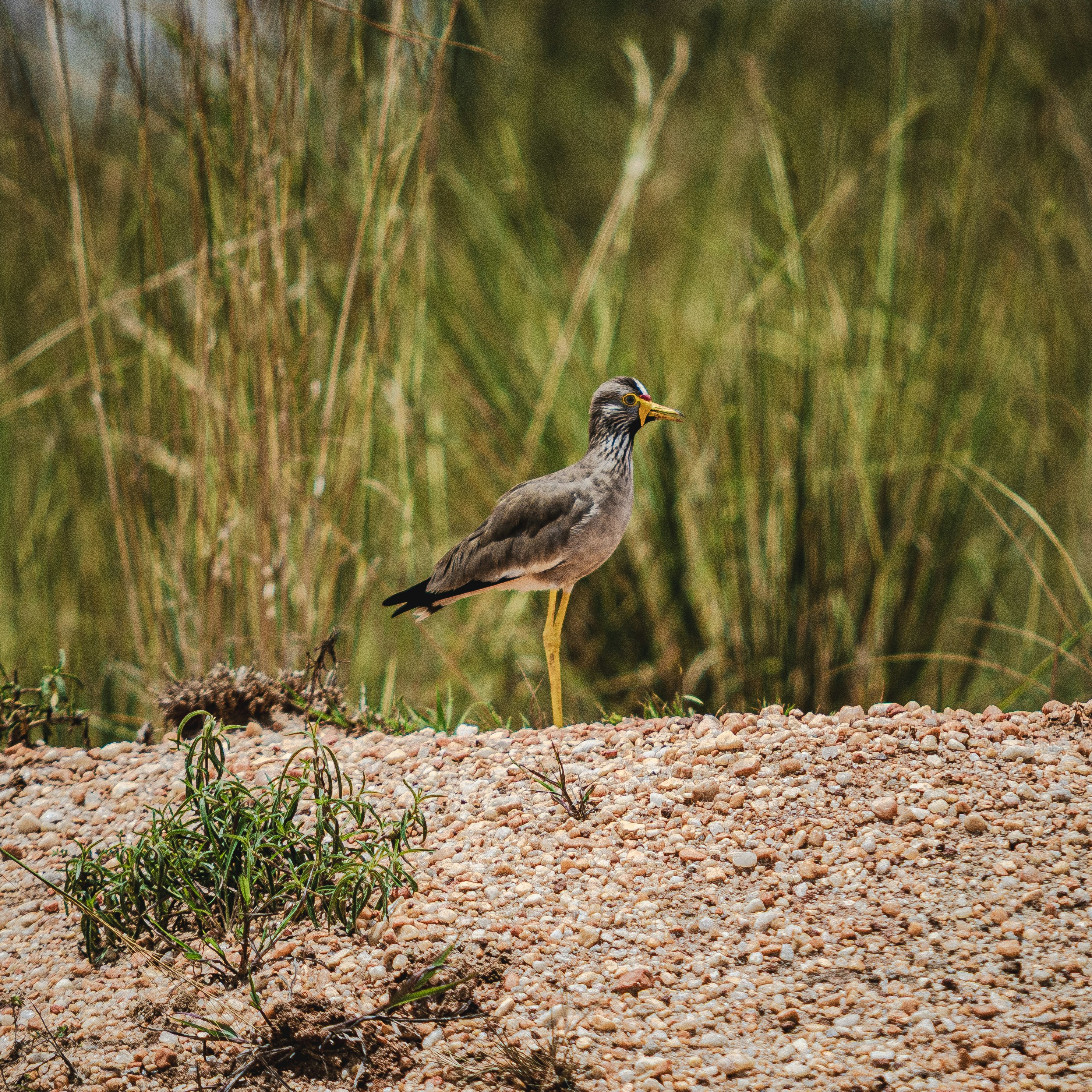 wild african bird | A bird stands on a gravelly shore near tall grass.