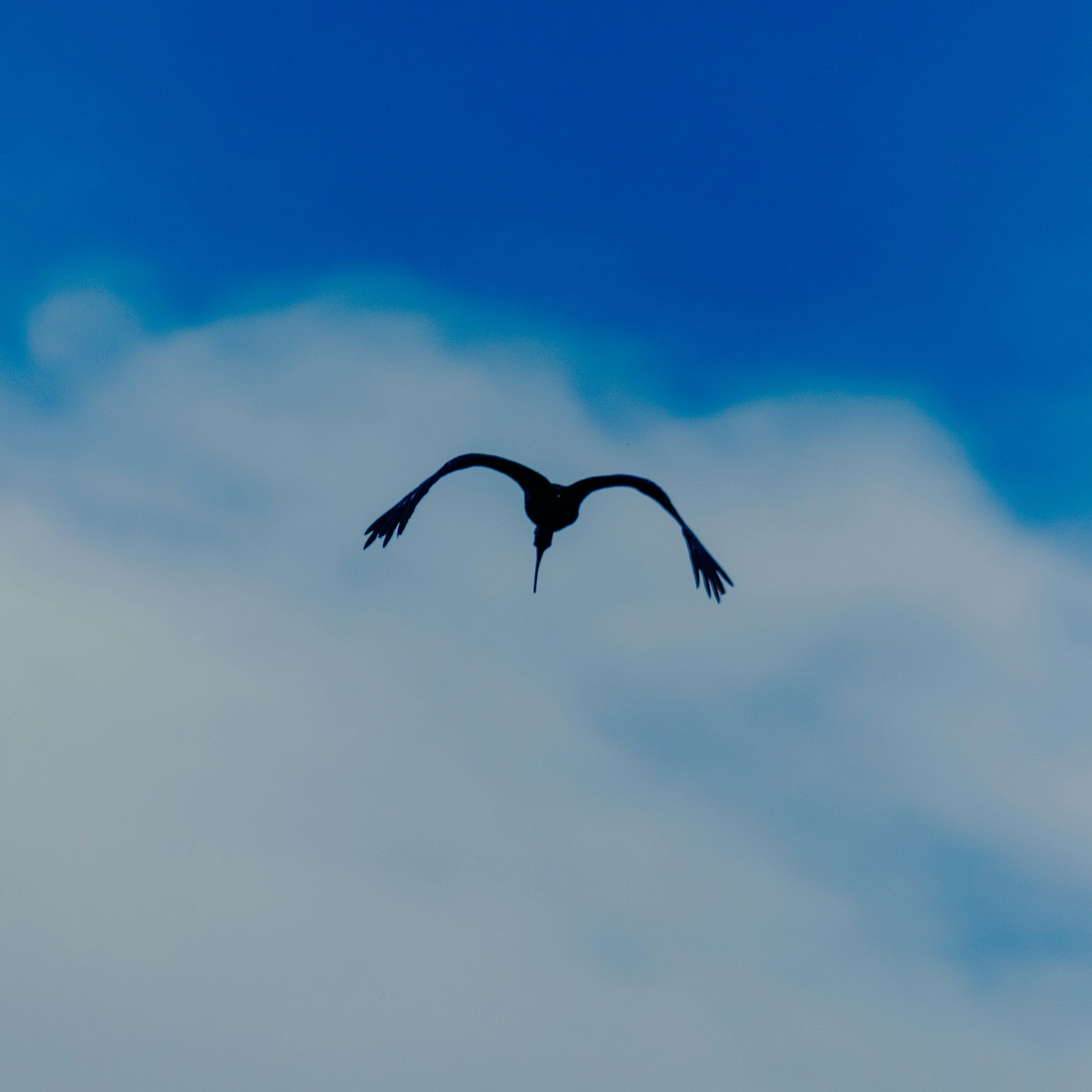 A bird gliding gracefully against a backdrop of soft clouds and a blue sky.