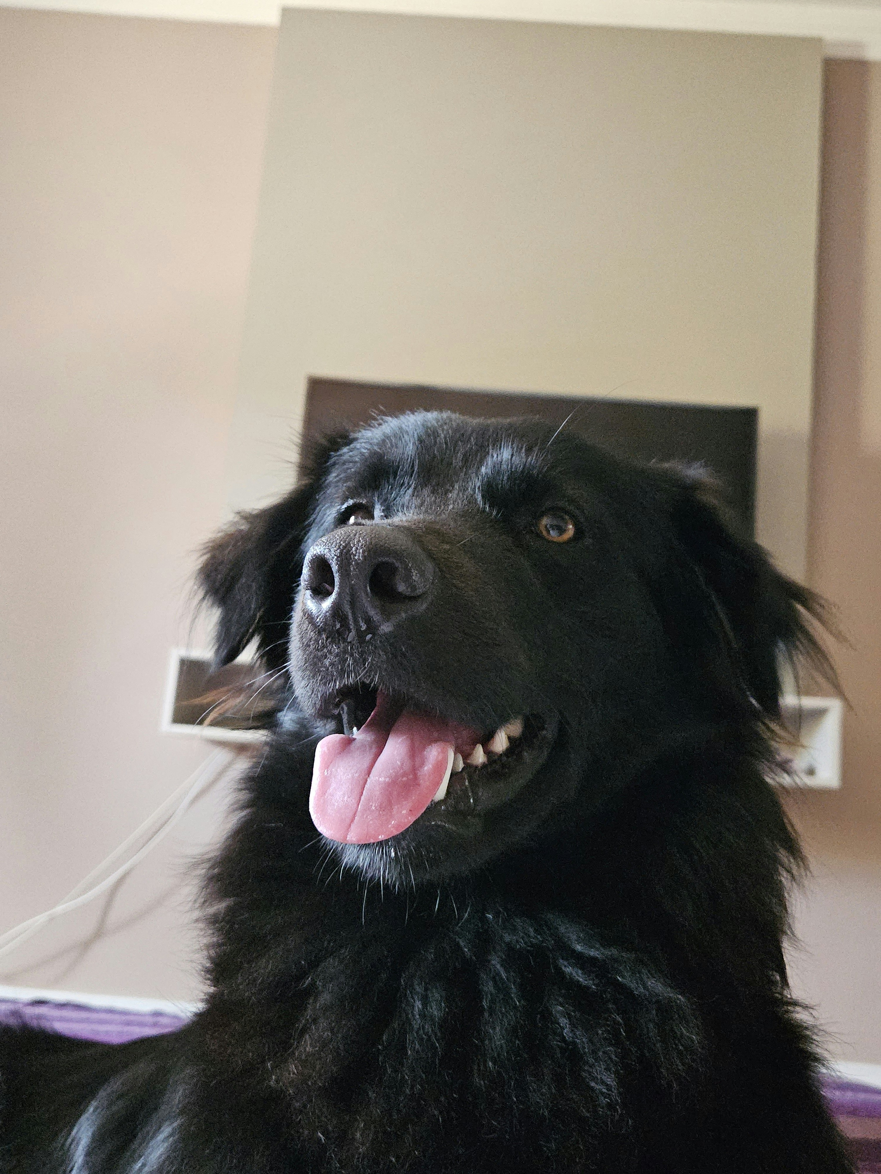 A happy black dog with its tongue out.
