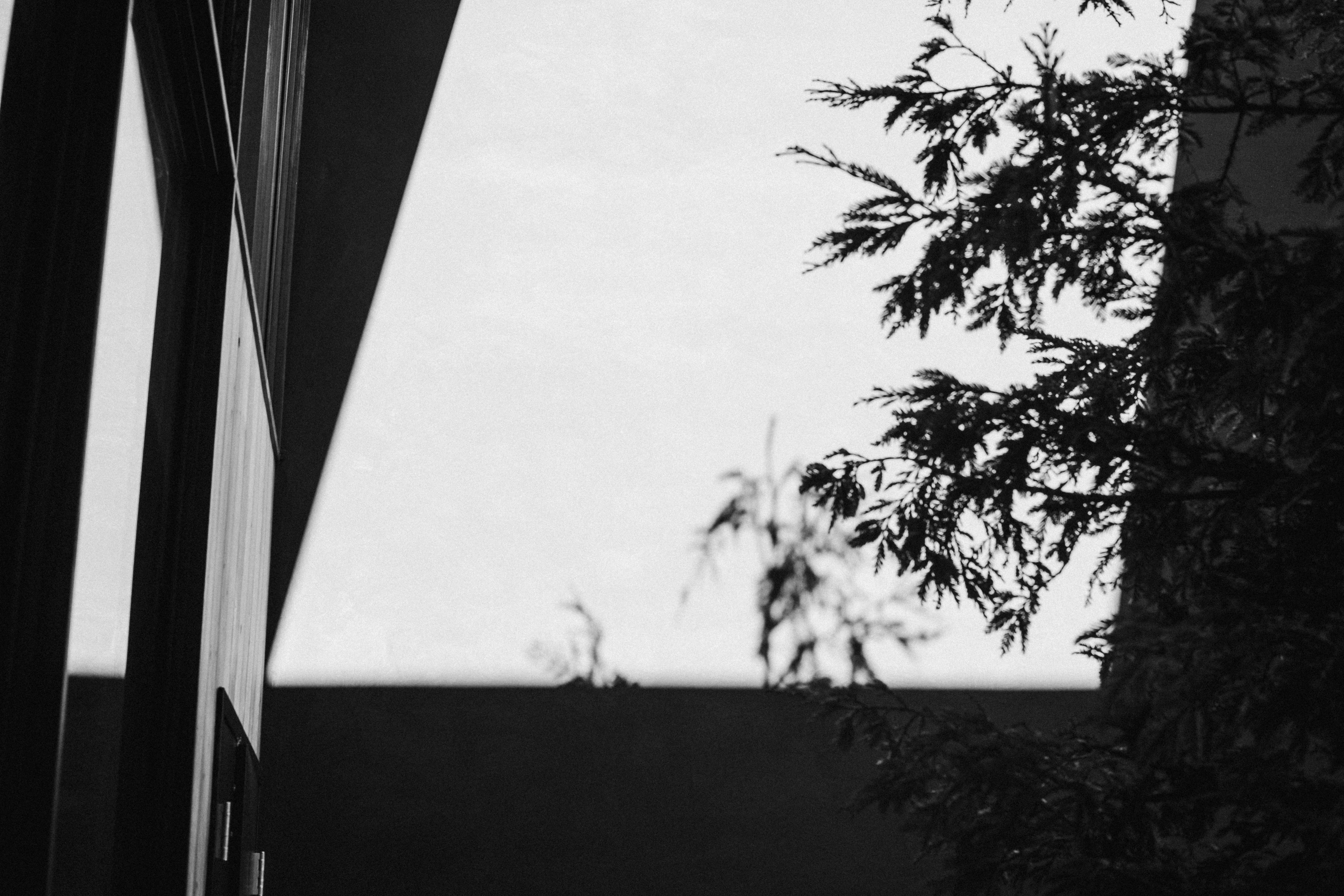 Modern building facade with tree branches against bright sky