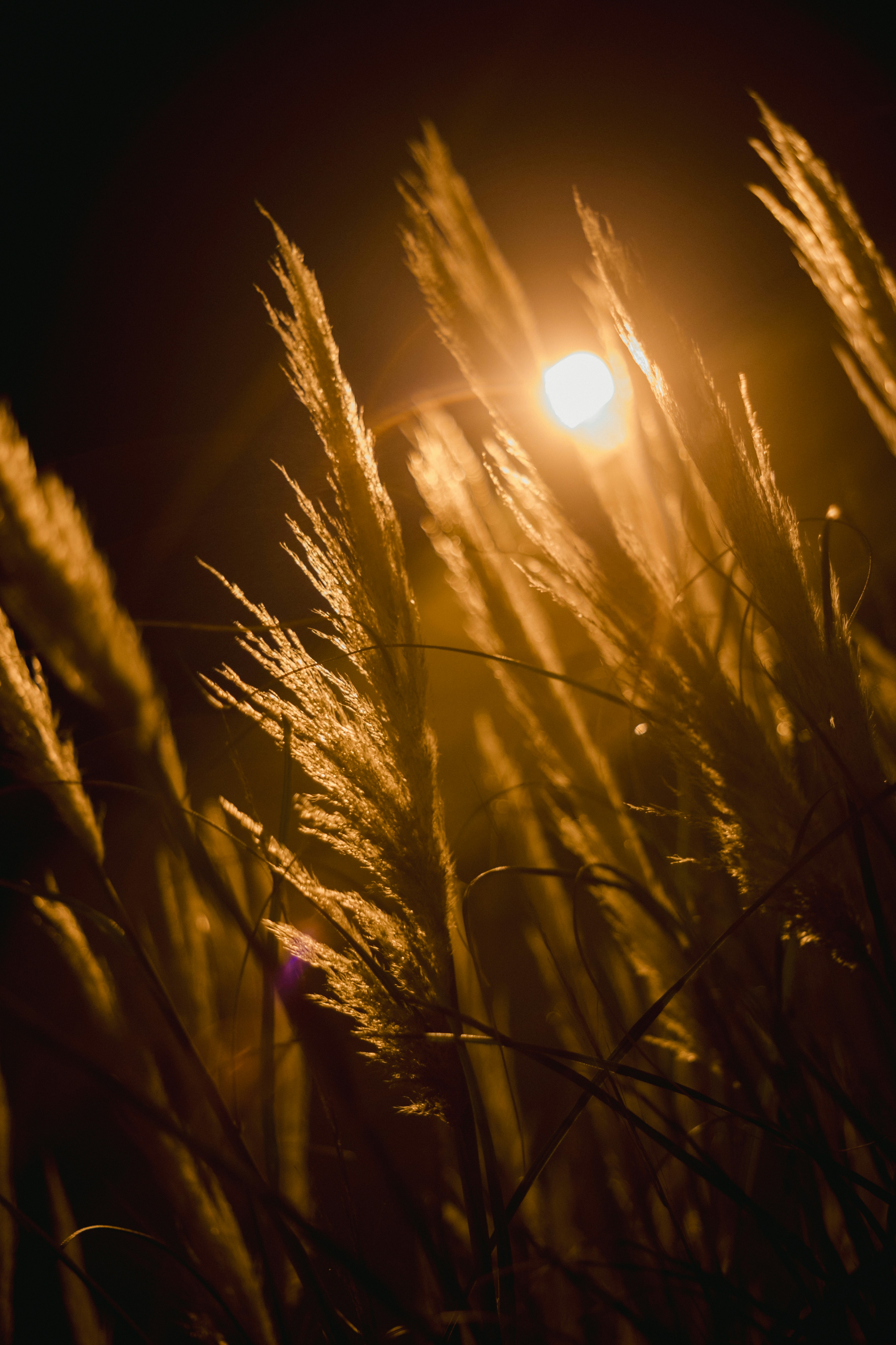 Whispers of the Night: Illuminated Grasses